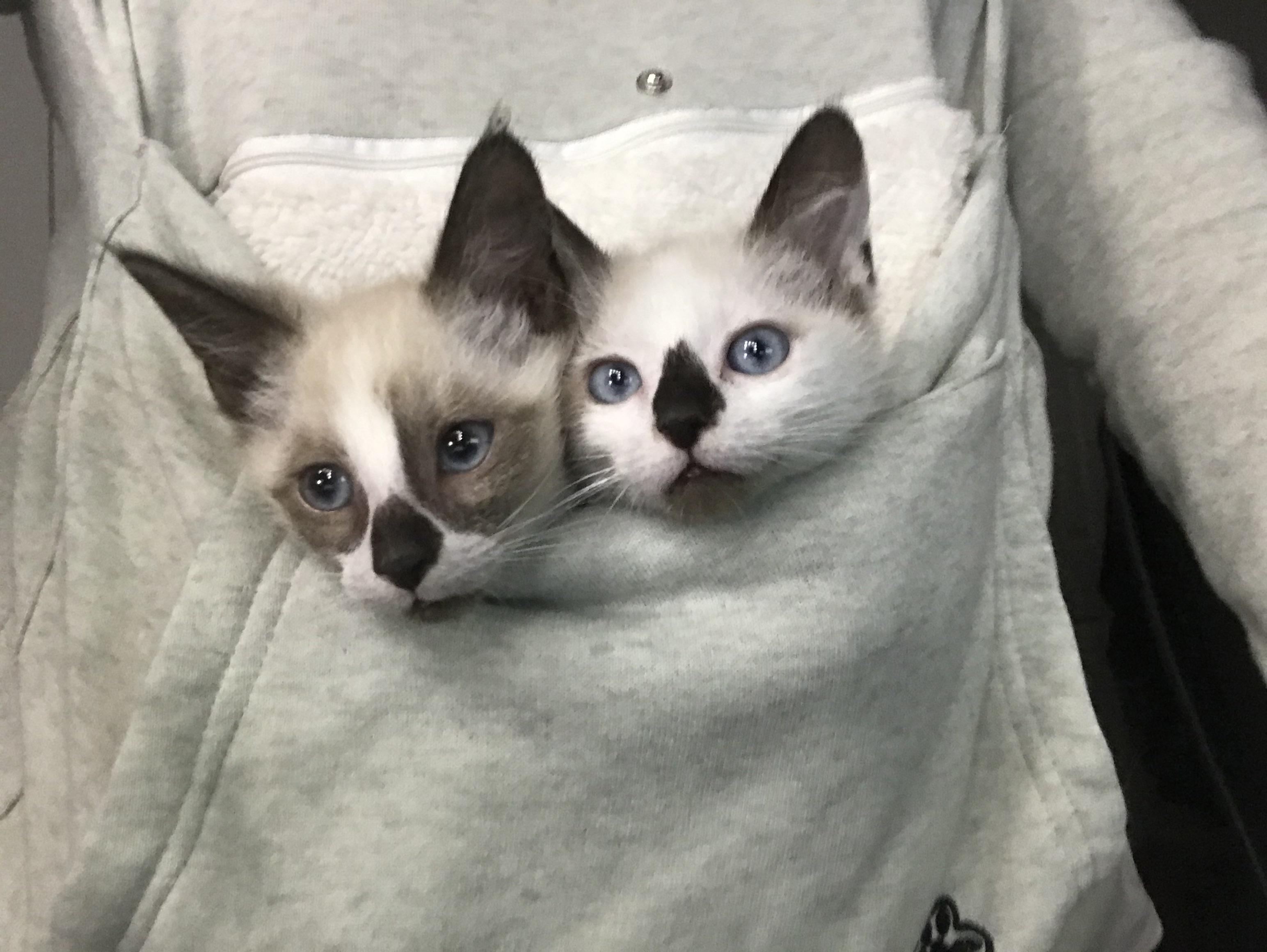 My little foster babies 🥺 | Scrolller