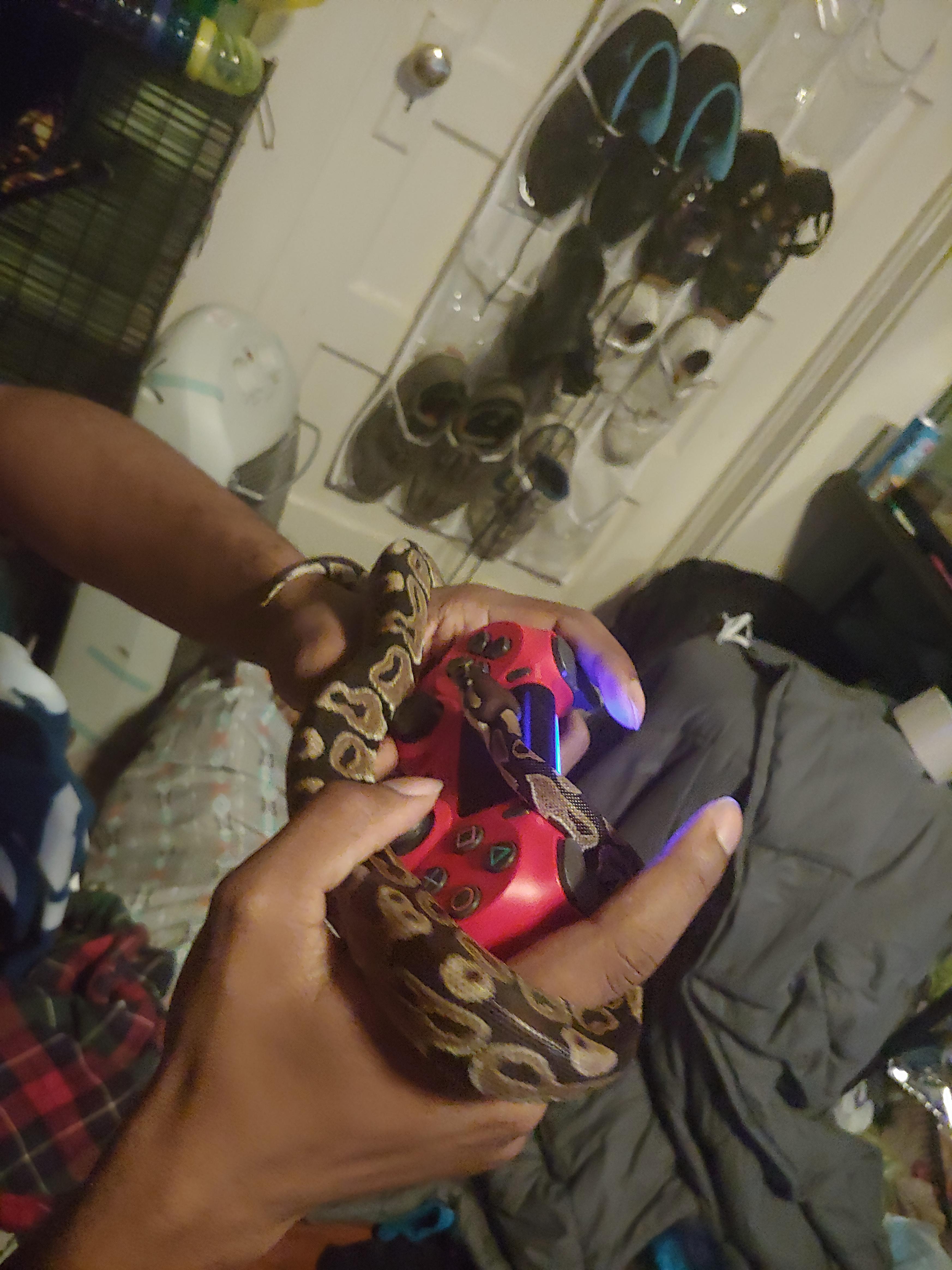 My little gamer snek | Scrolller