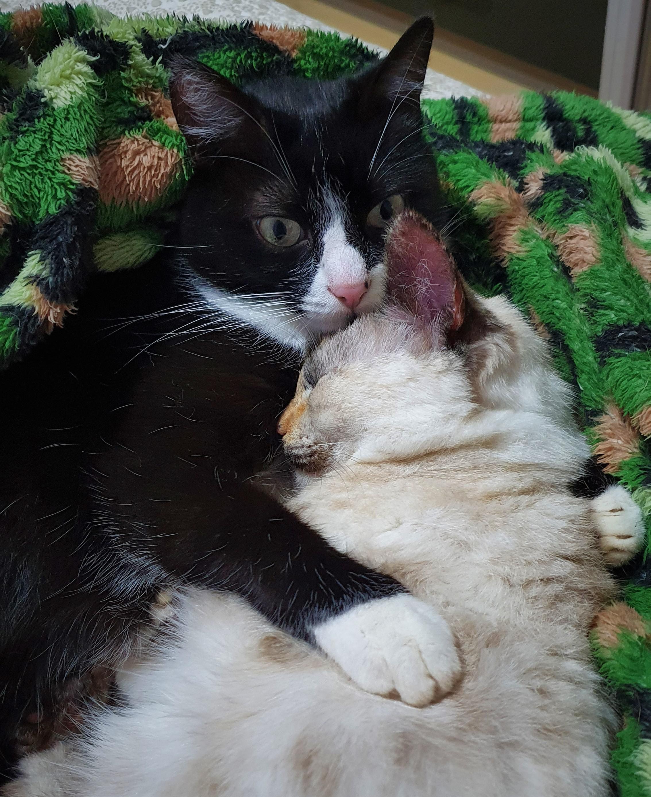 My little girls cuddling | Scrolller