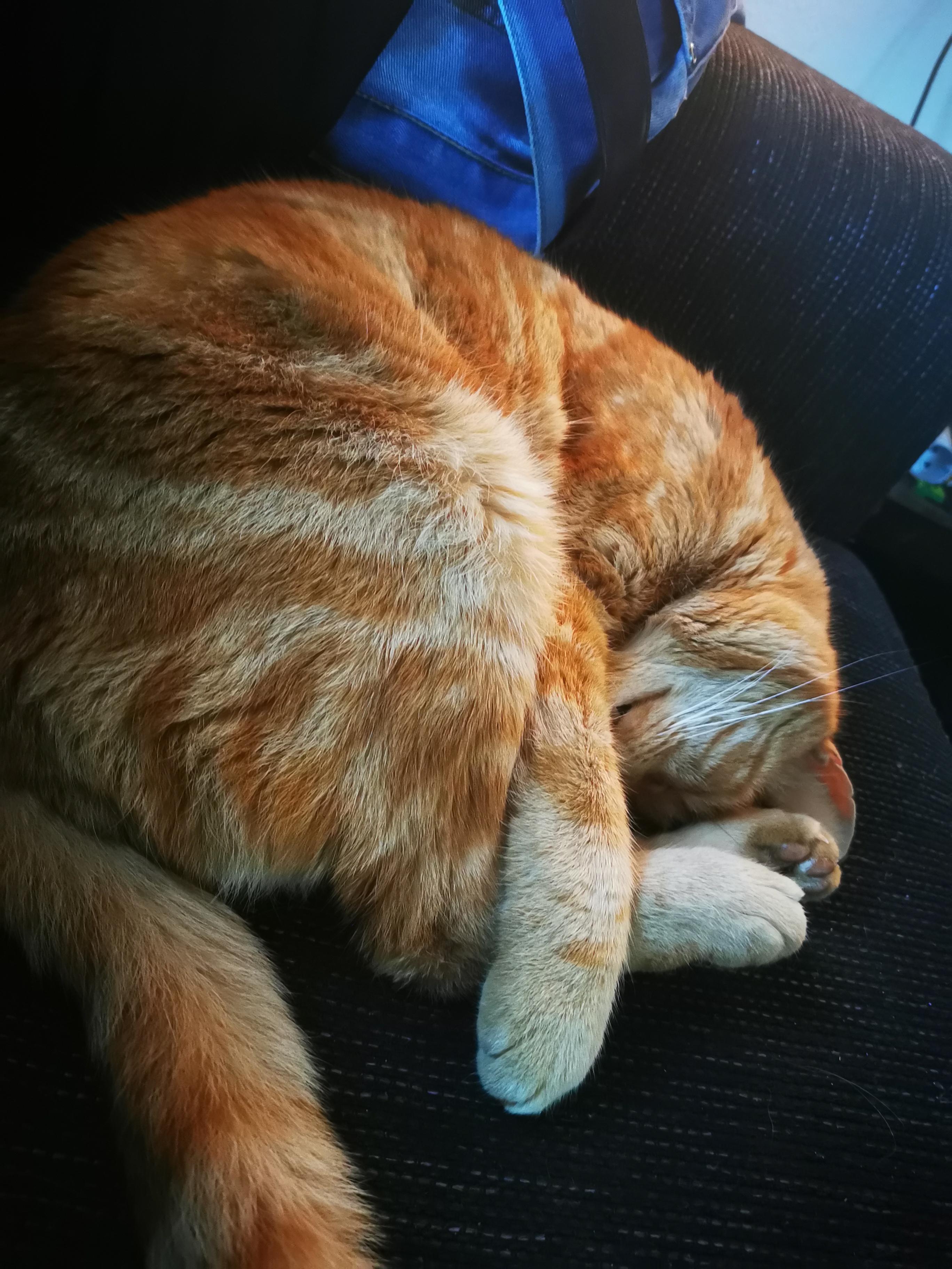 My little red ball of fluff | Scrolller