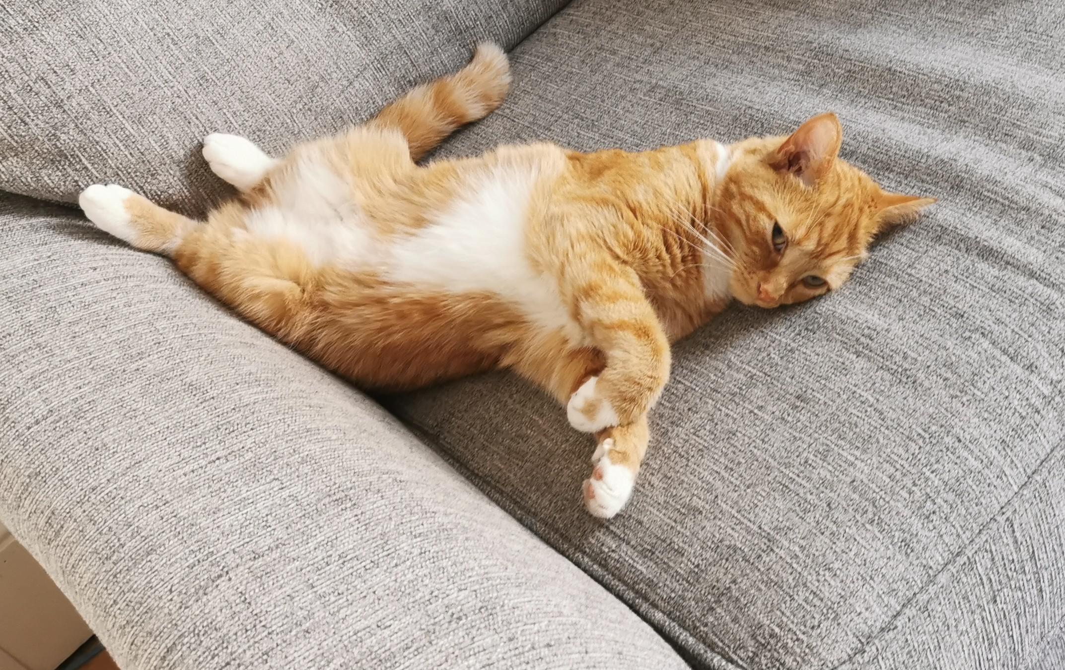 My little Ruby. She's such a fiery little oddball! | Scrolller