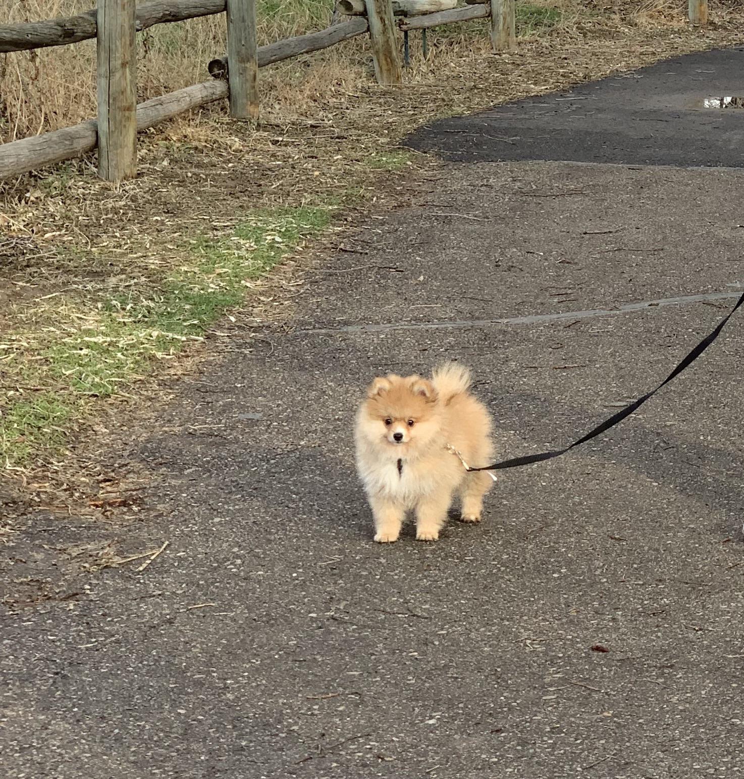 My little simba | Scrolller