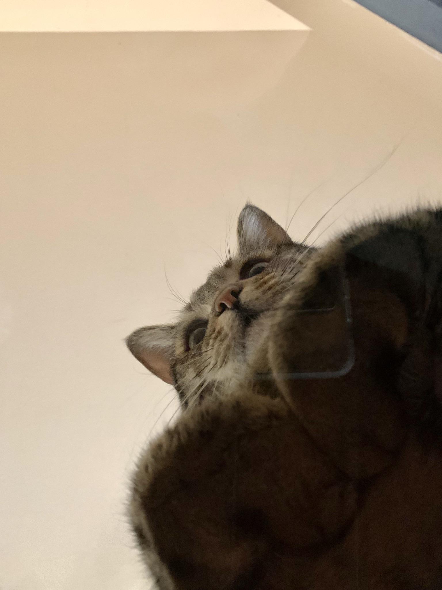 my loaf on our new glass coffee table | Scrolller