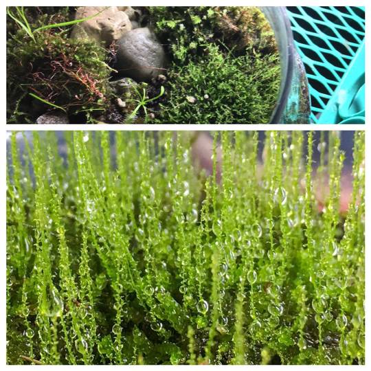 My local moss arrangement | Scrolller