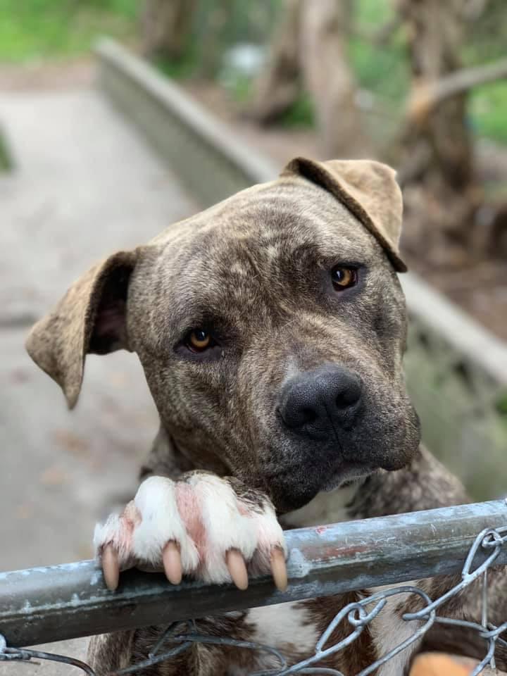 My main man, Ruger | Scrolller