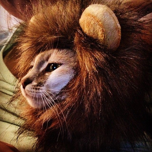 My majestic lion | Scrolller