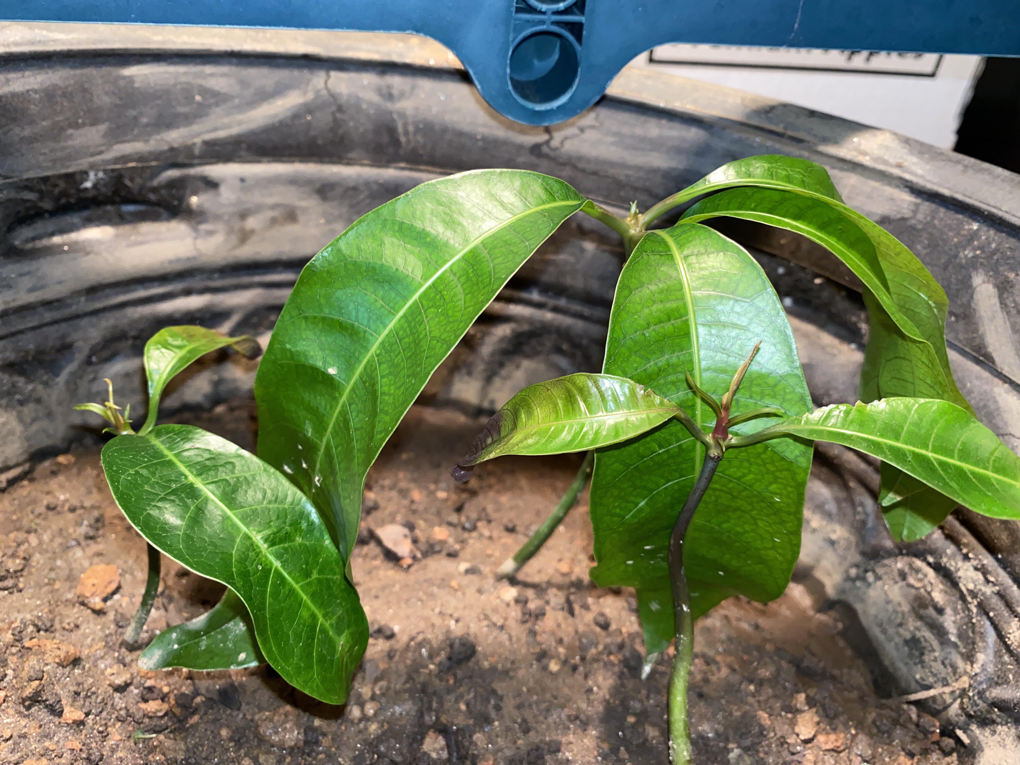My mangos 🥭 are so much happier inside and under a light. A lot of new leaves are starting to ...