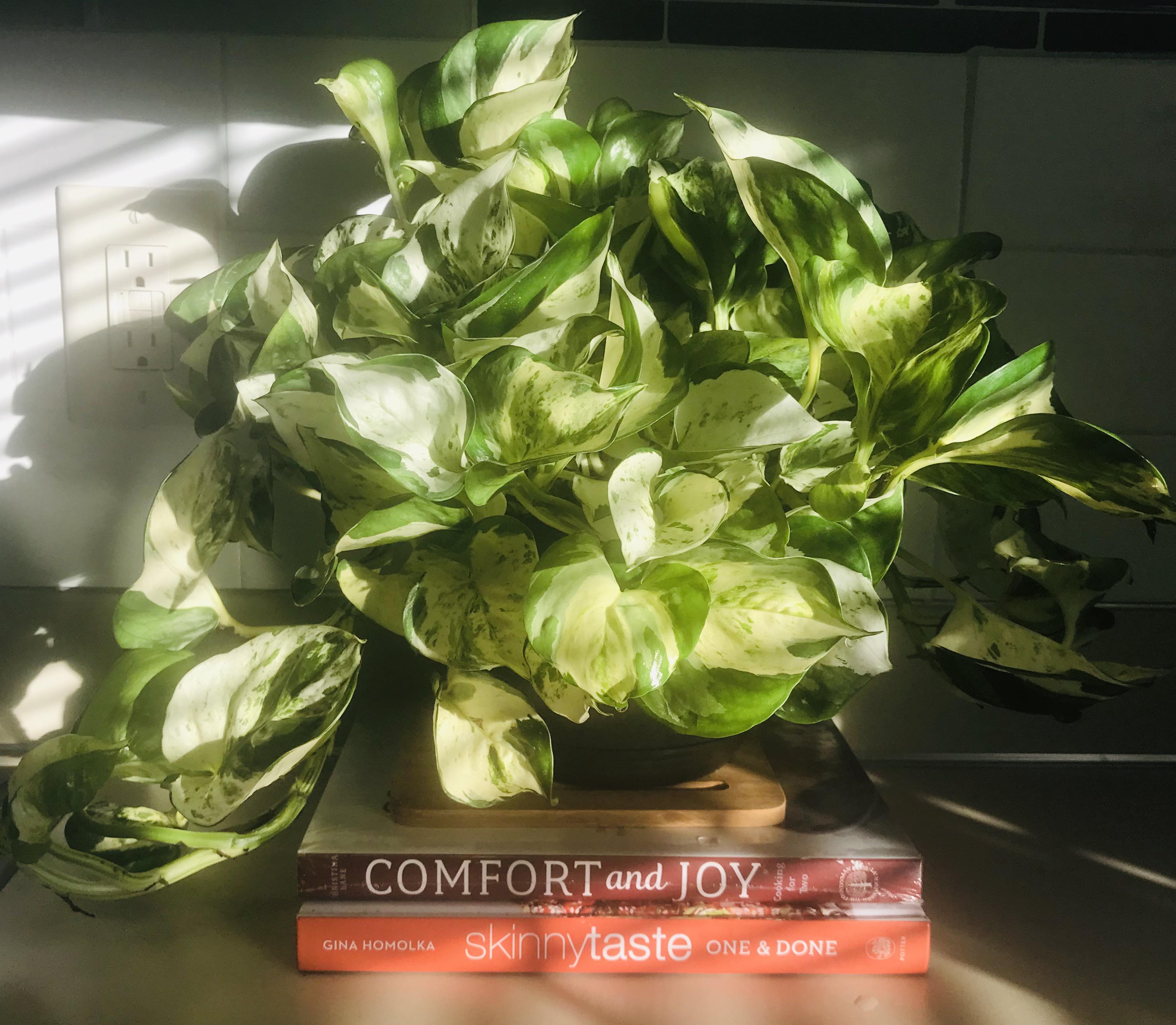 My manjula pothos | Scrolller