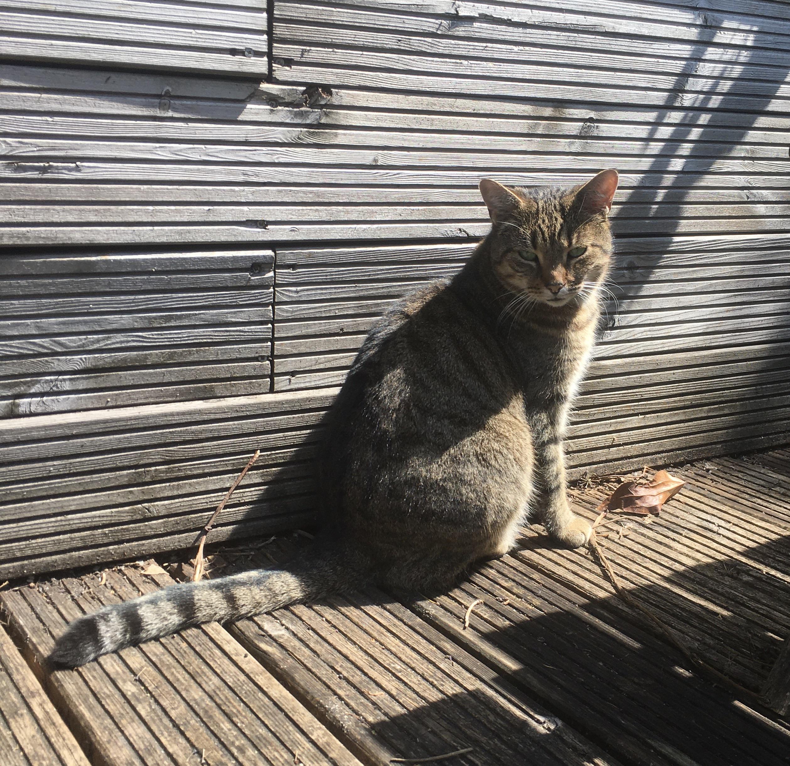 My marvellous & adventurous Tabby, George. 😍😍💛 | Scrolller