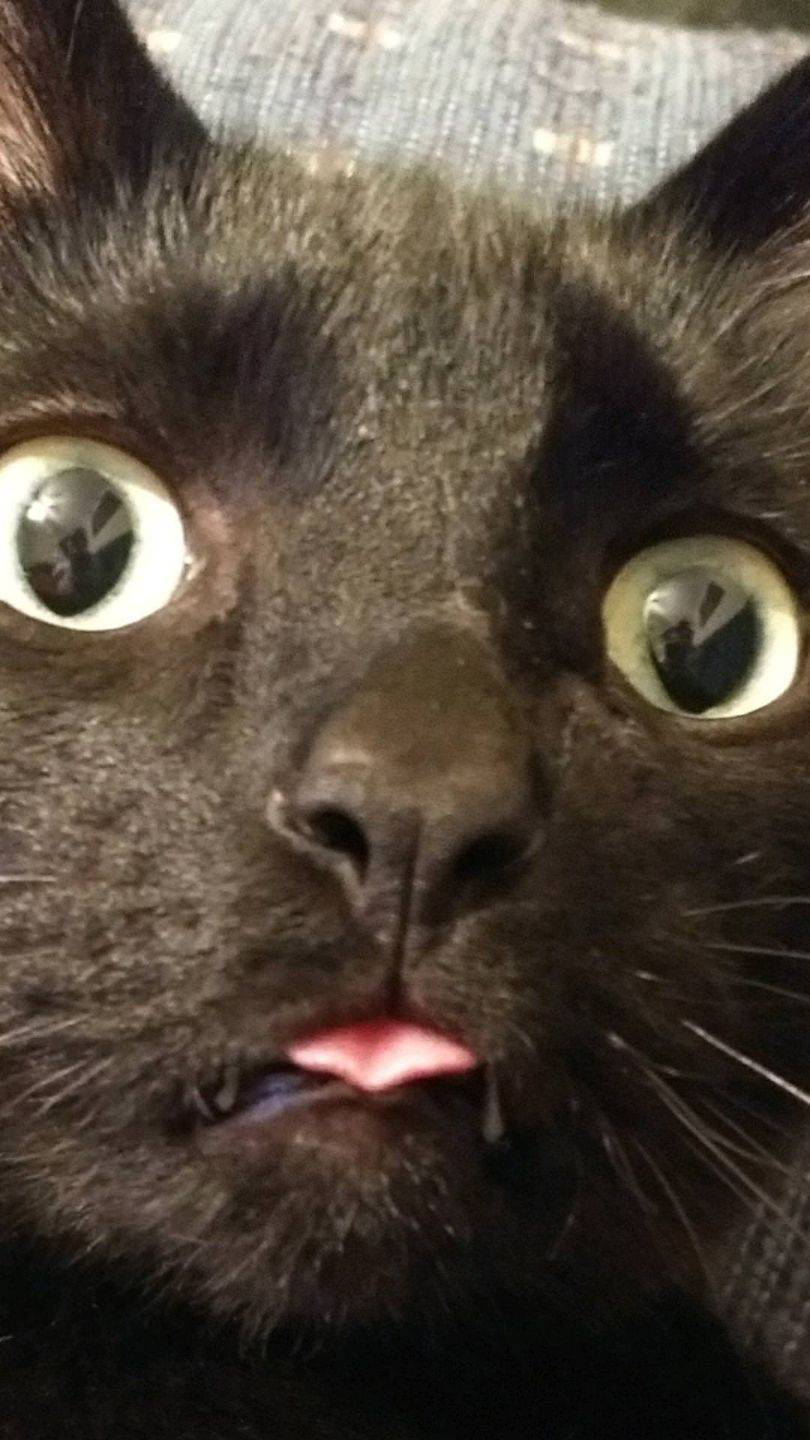 My Mau Mau's surprised blep! His real name is london. | Scrolller