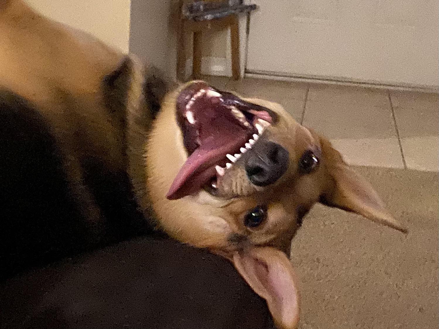 My mini GSH and Corgi mix showing off his derp | Scrolller
