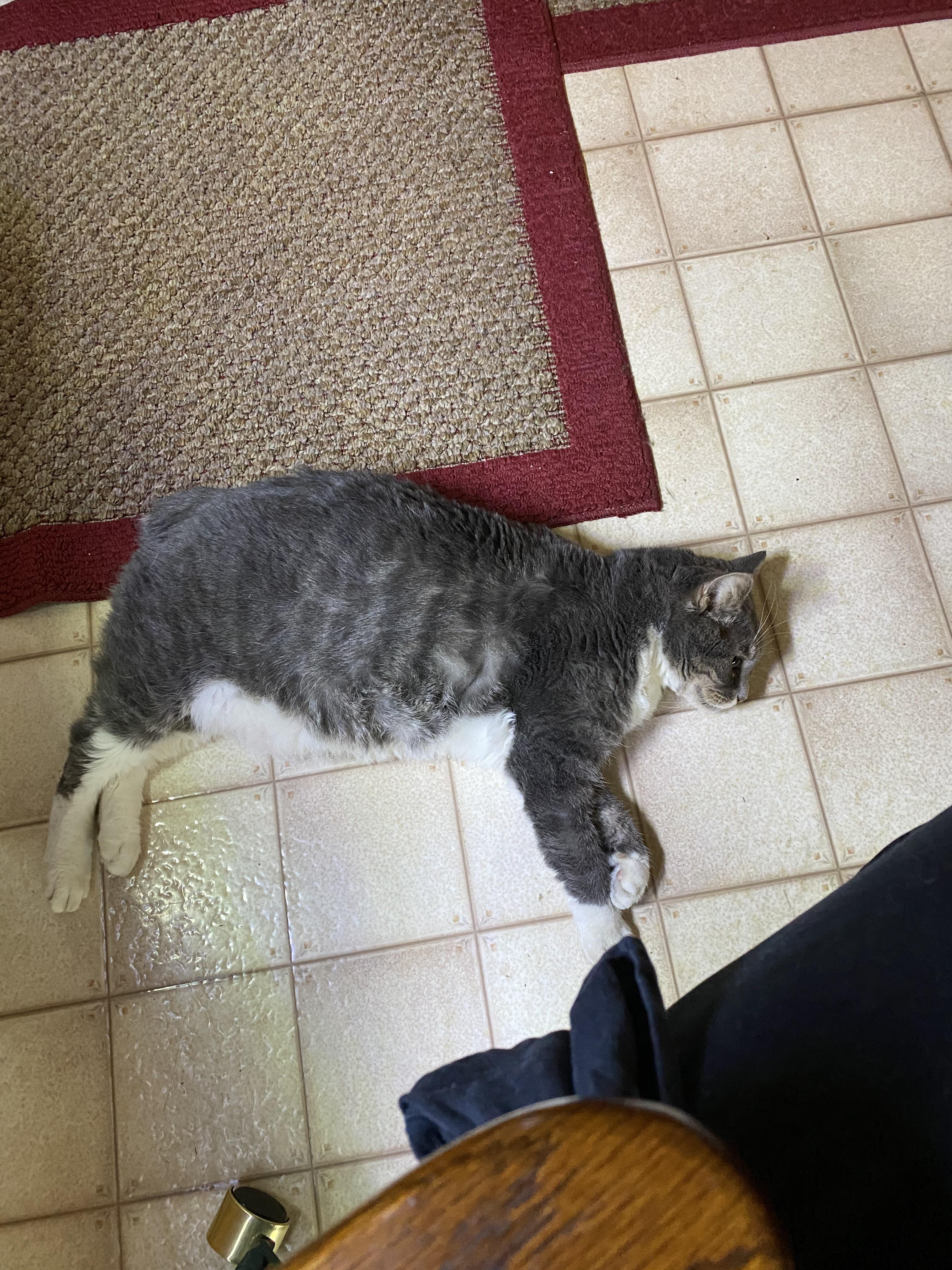 My mom’s manx | Scrolller