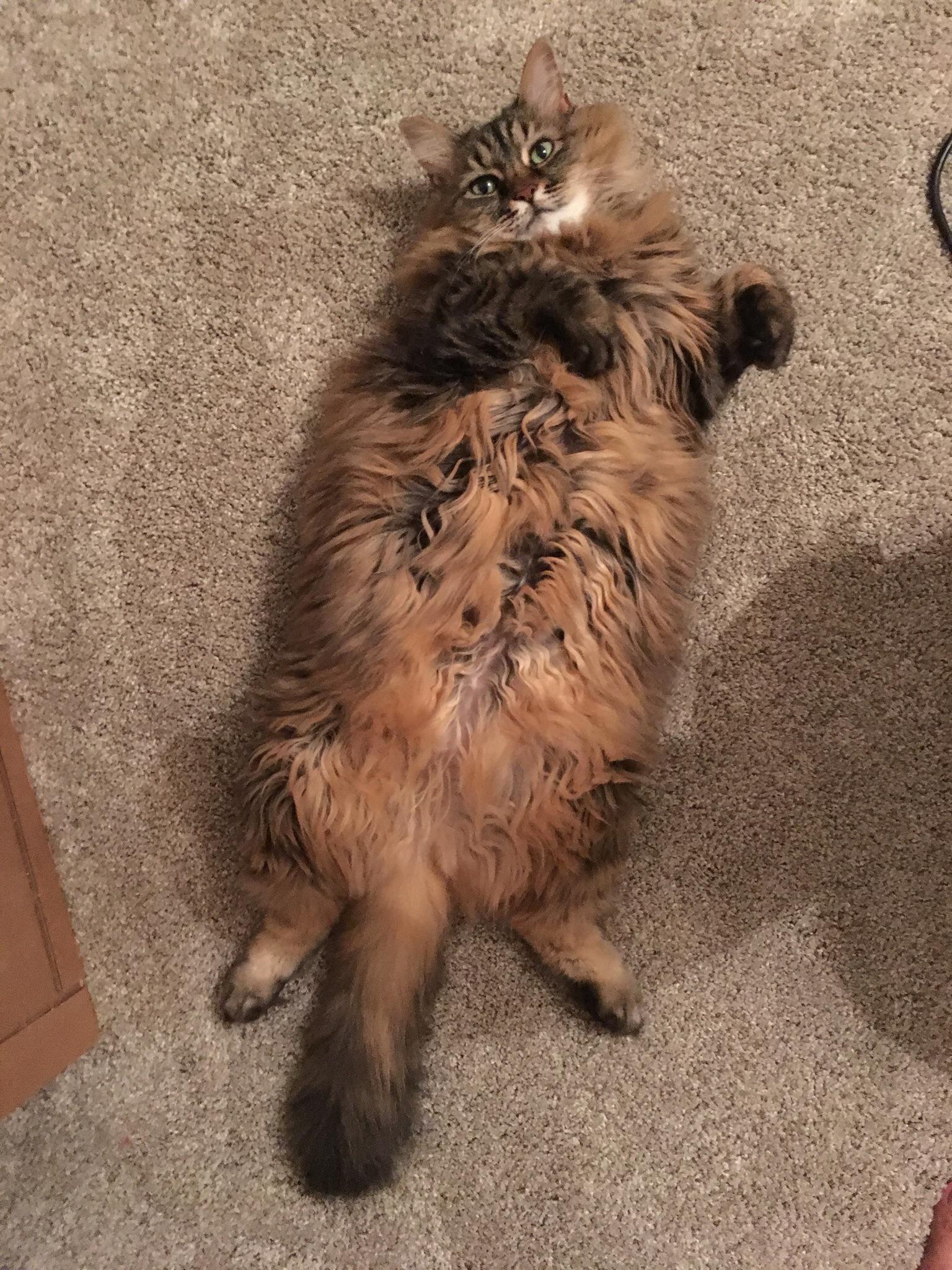 My mom’s mini floof Kylie | Scrolller