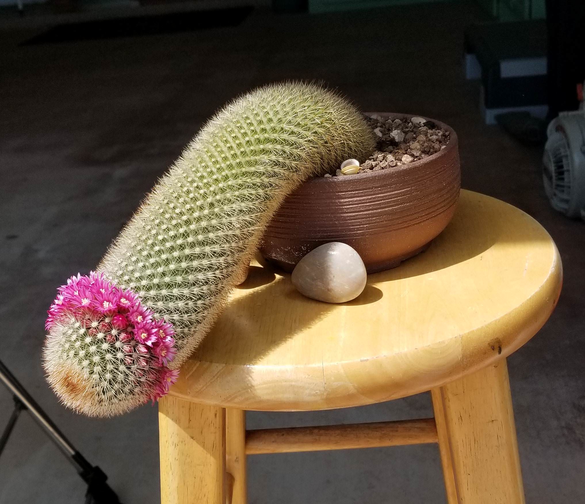 My mom's cactus | Scrolller