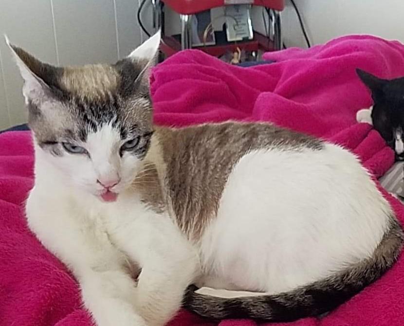 My mom's cat doing an angry blep | Scrolller