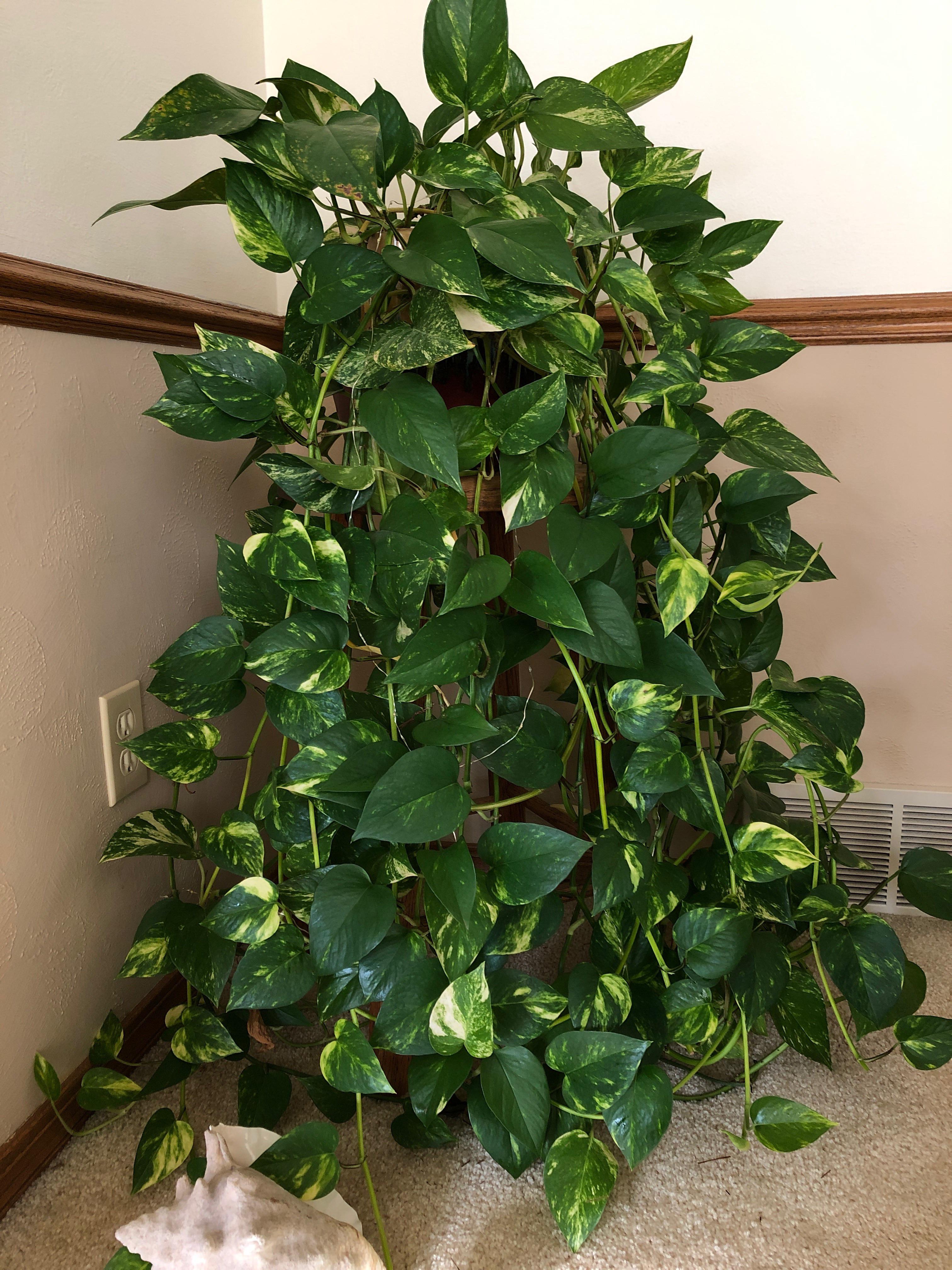 My moms pothos | Scrolller