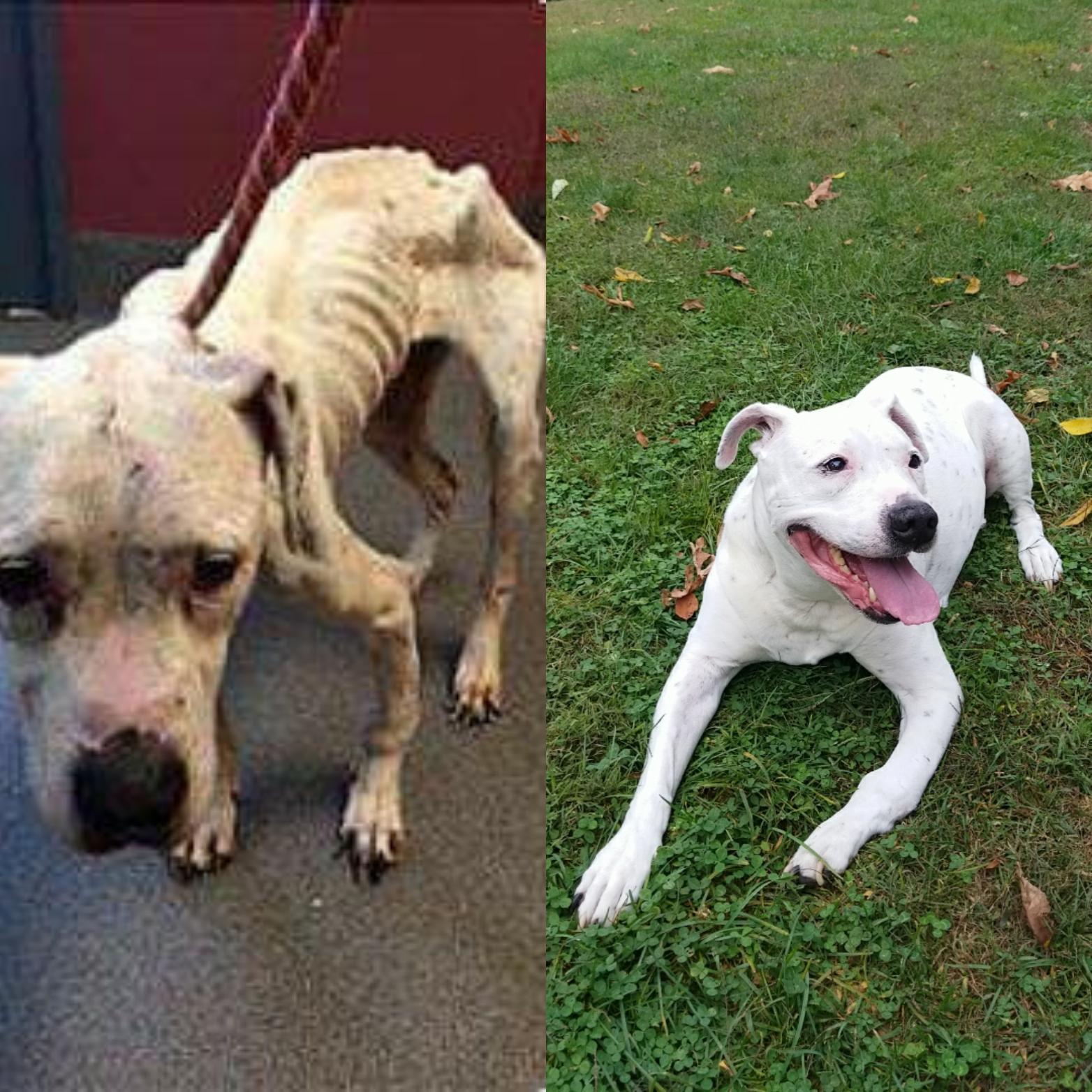 My mom's rescue 1 year later | Scrolller