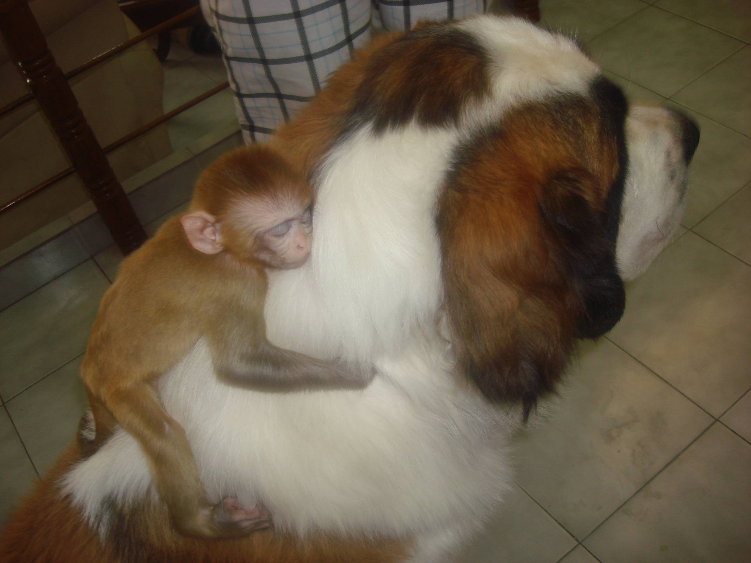 My Monkey and Dog | Scrolller