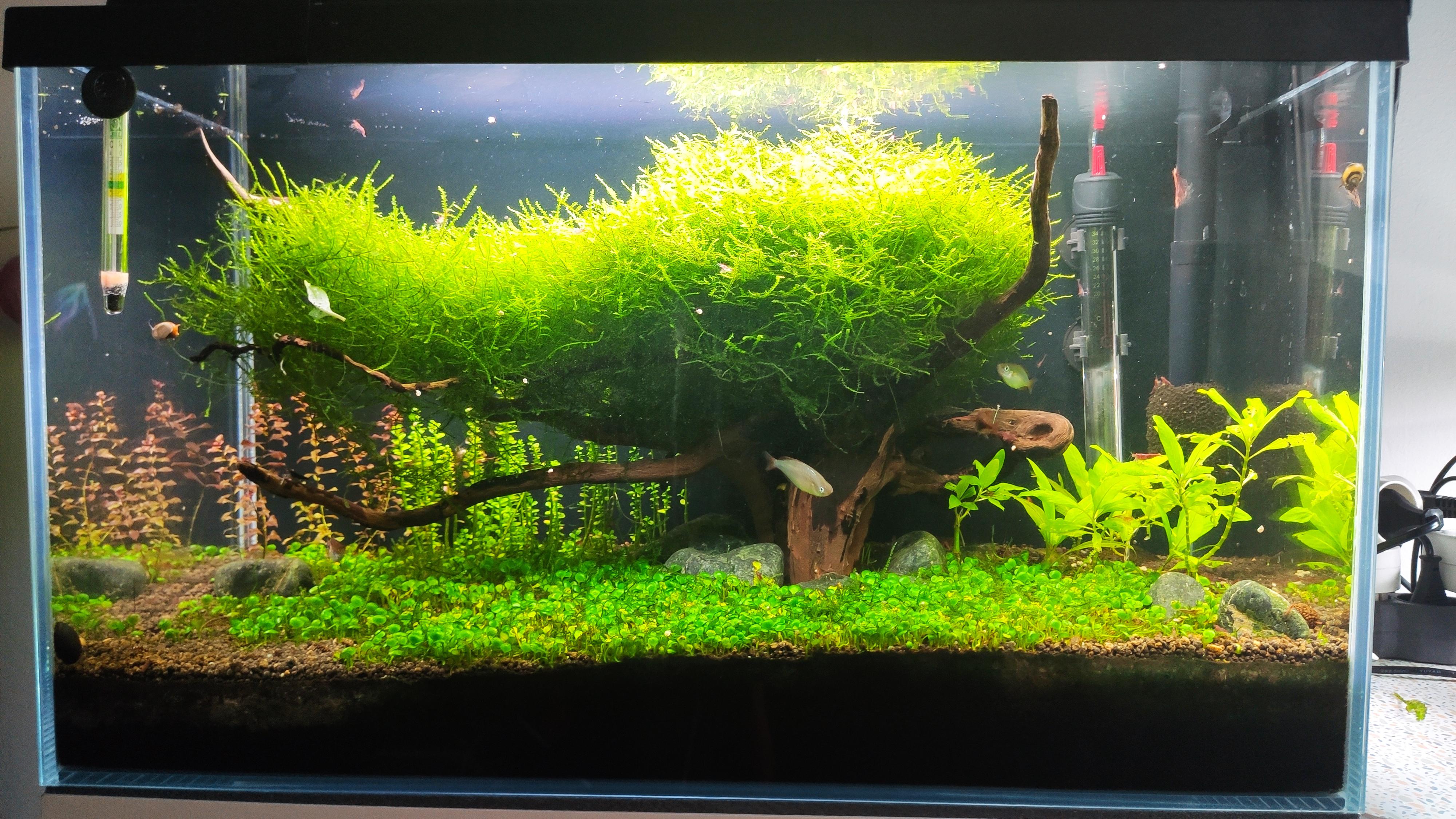 My moss tree | Scrolller