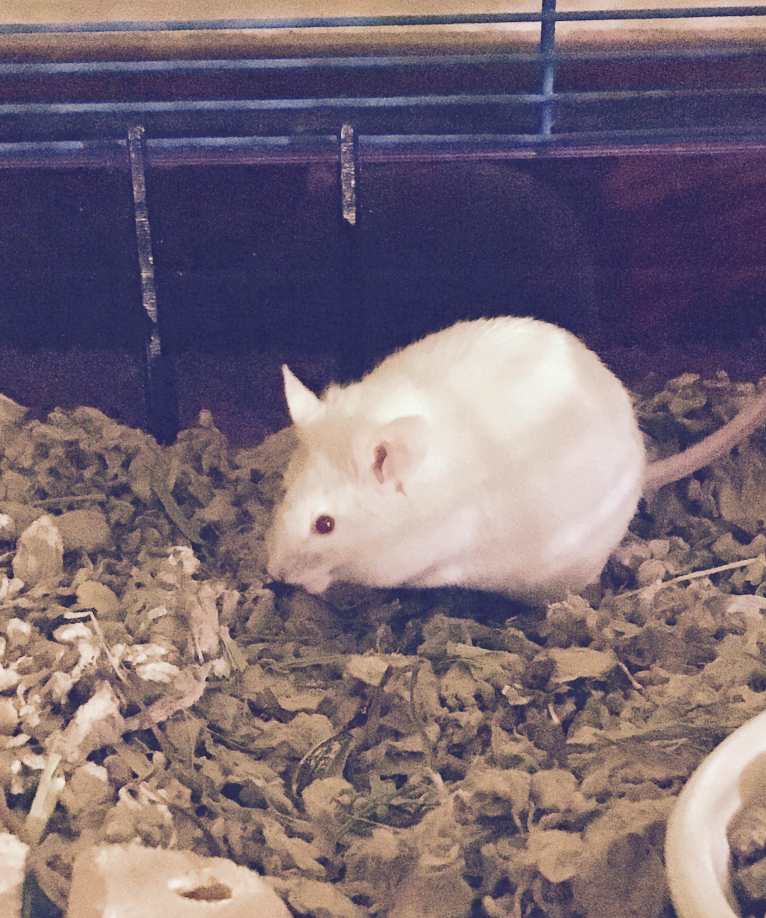 Discover more like Littlebuddies: My mouse, lady marshmallow 🐭💕 and Related Content | Scrolller