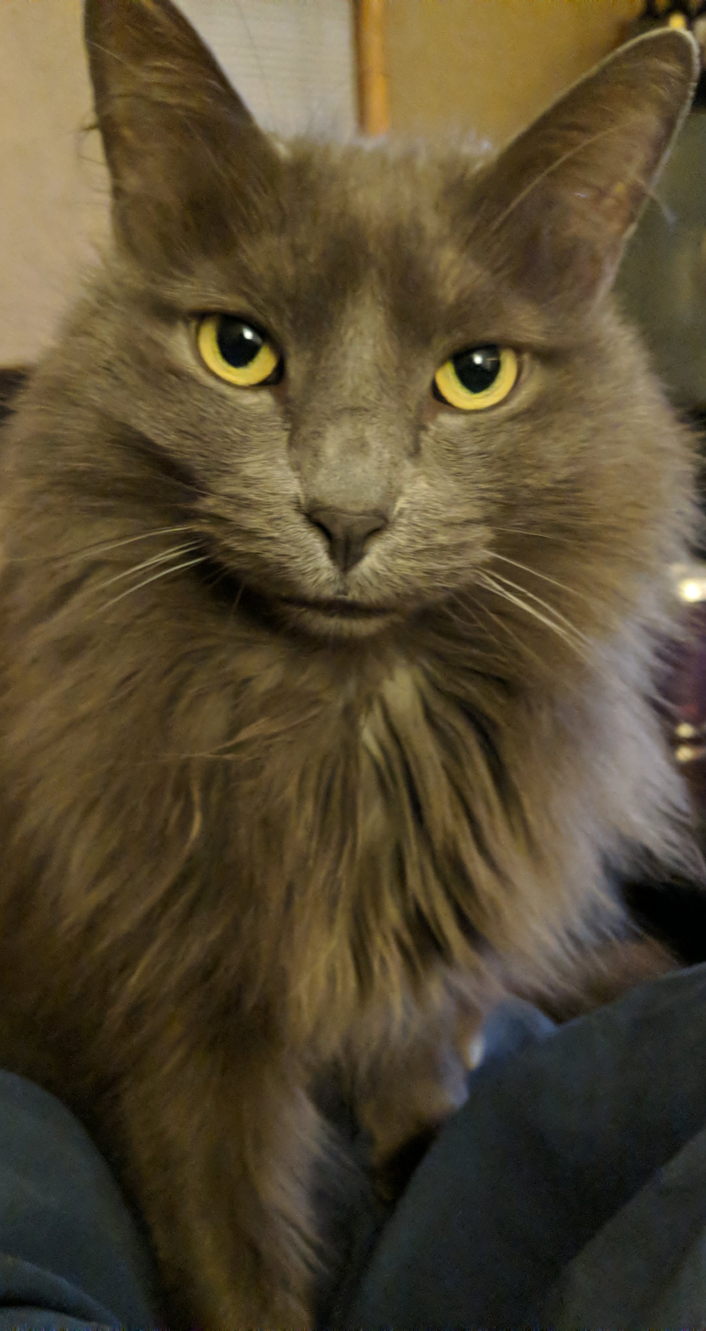 My Nebby has a tad bit of RBF, but I love her anyway. | Scrolller