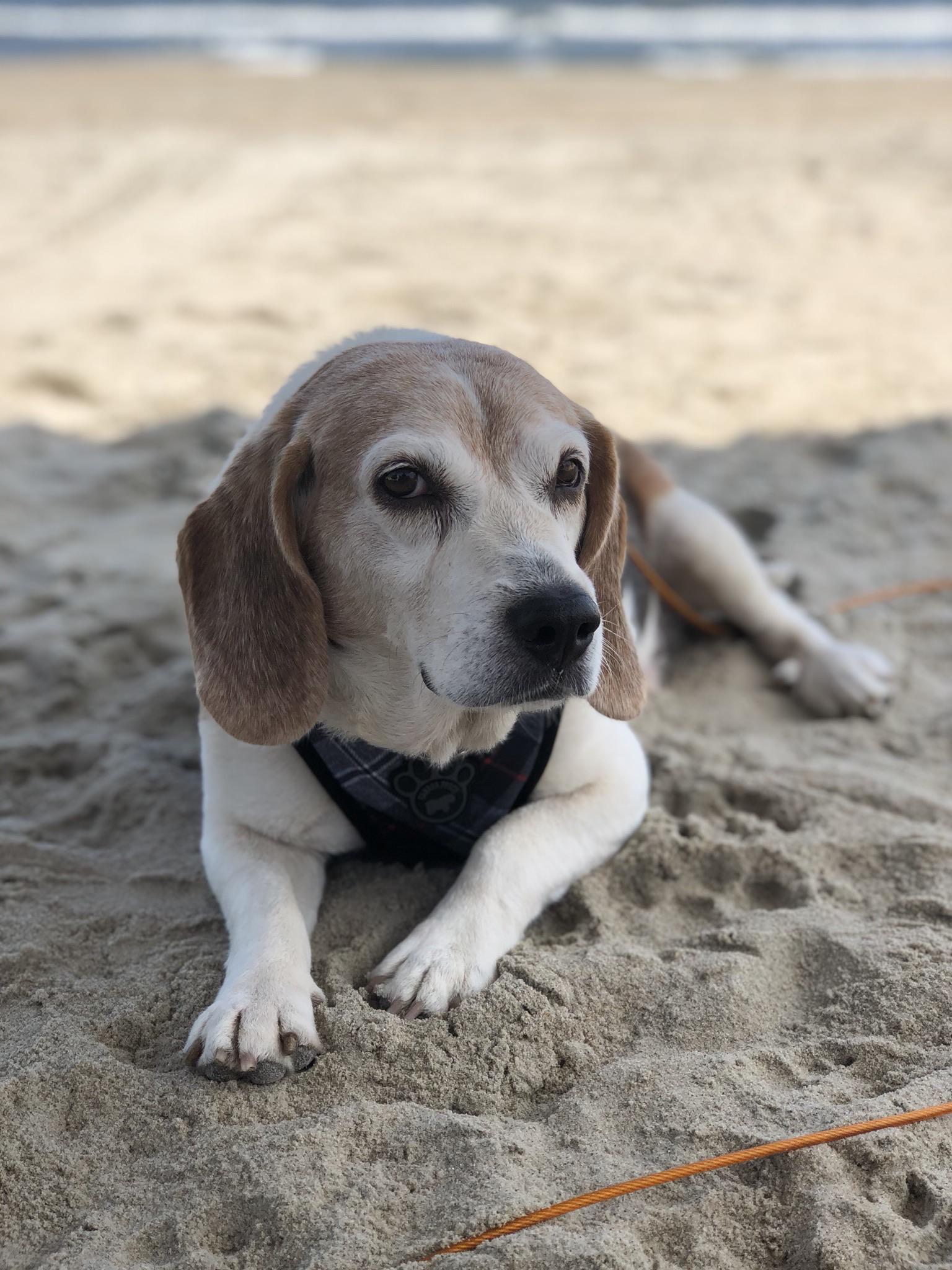 My new adopted buddy’s first visit to the beach | Scrolller
