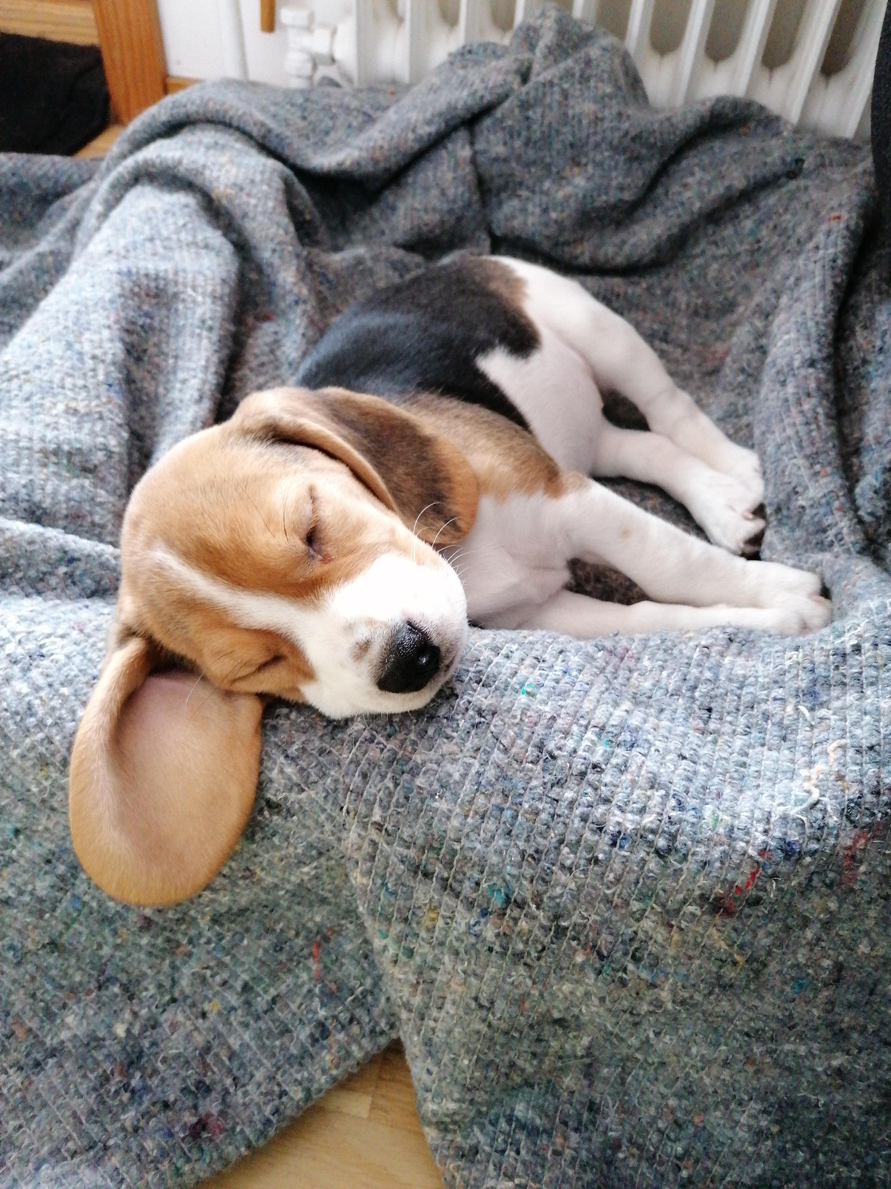 My new beagle asleep | Scrolller