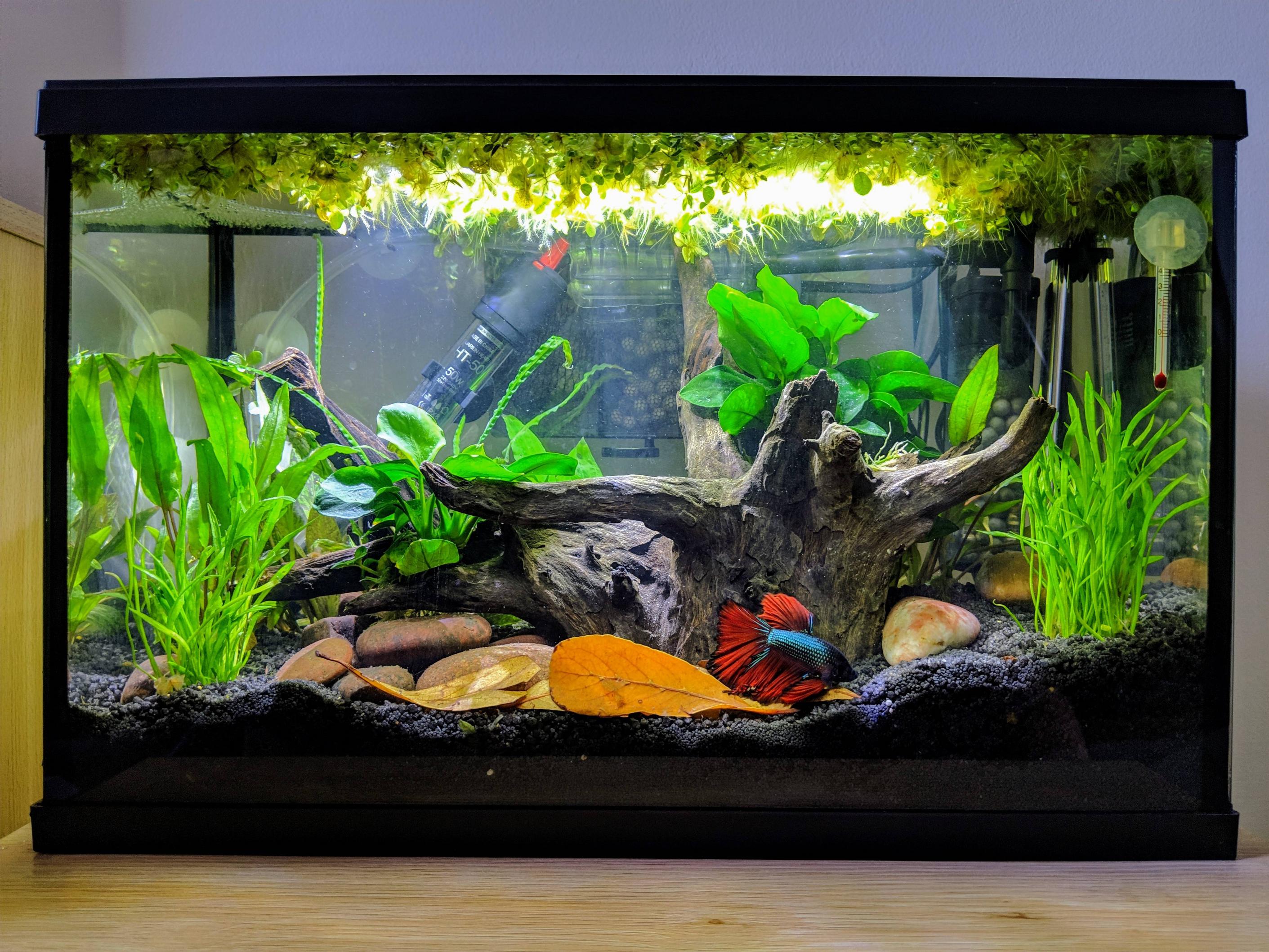 My new betta tank | Scrolller