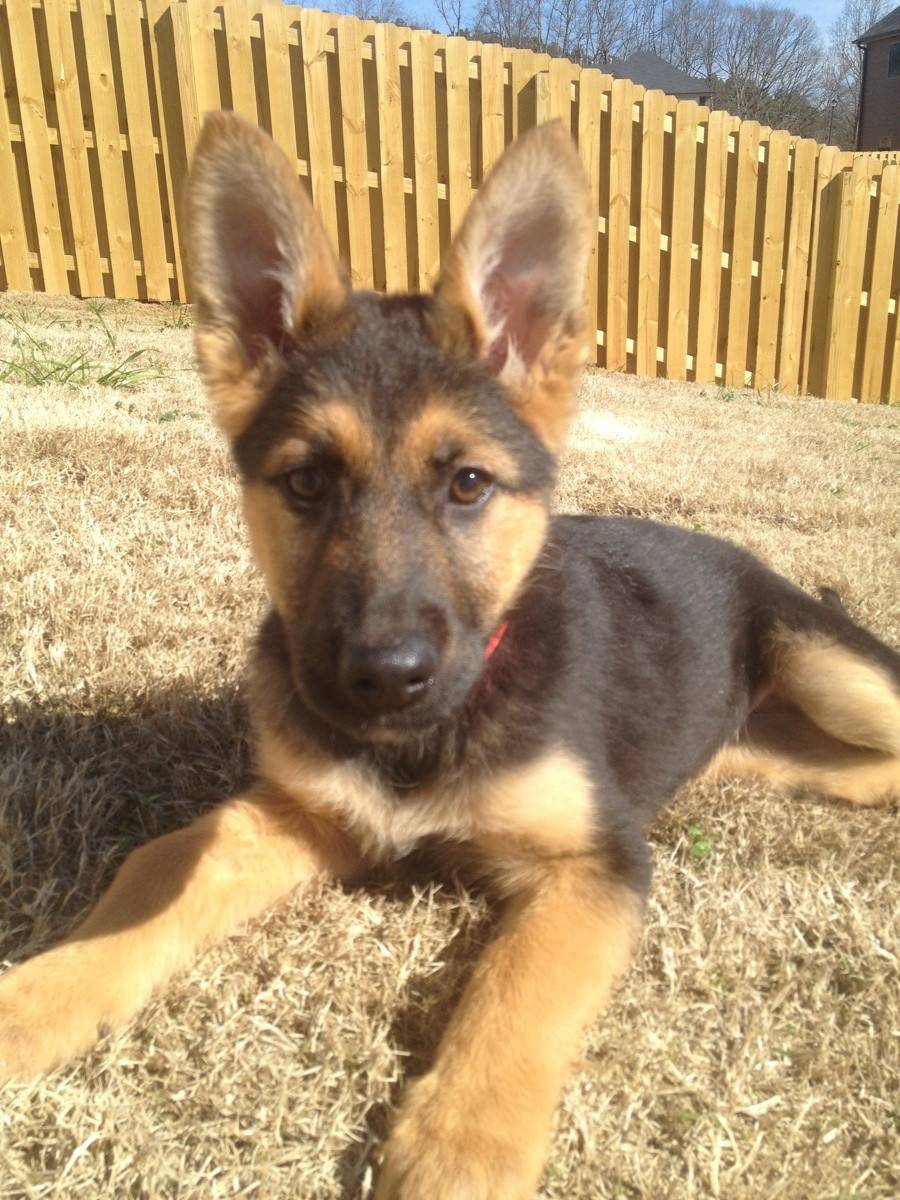 My new German Shepherd pup, Tera! | Scrolller