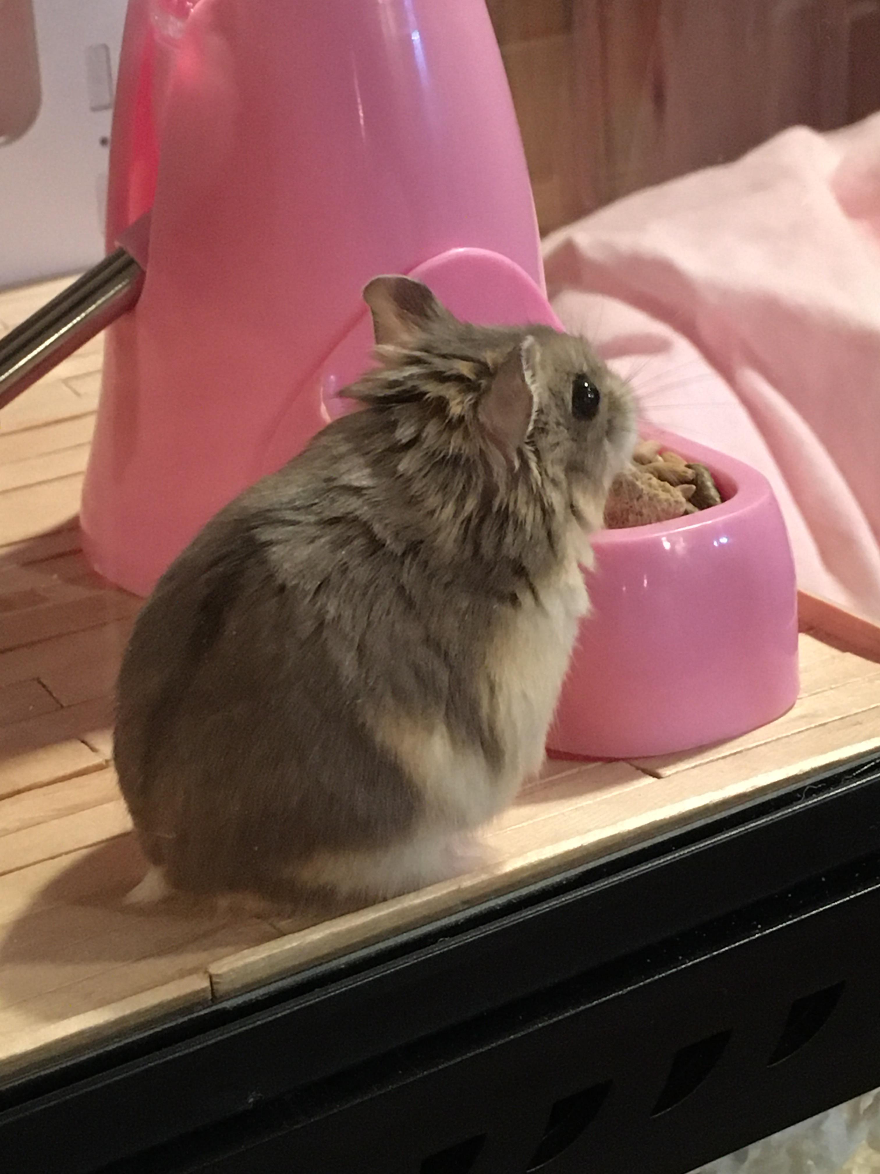 my new hamster teacup! she is so round | Scrolller