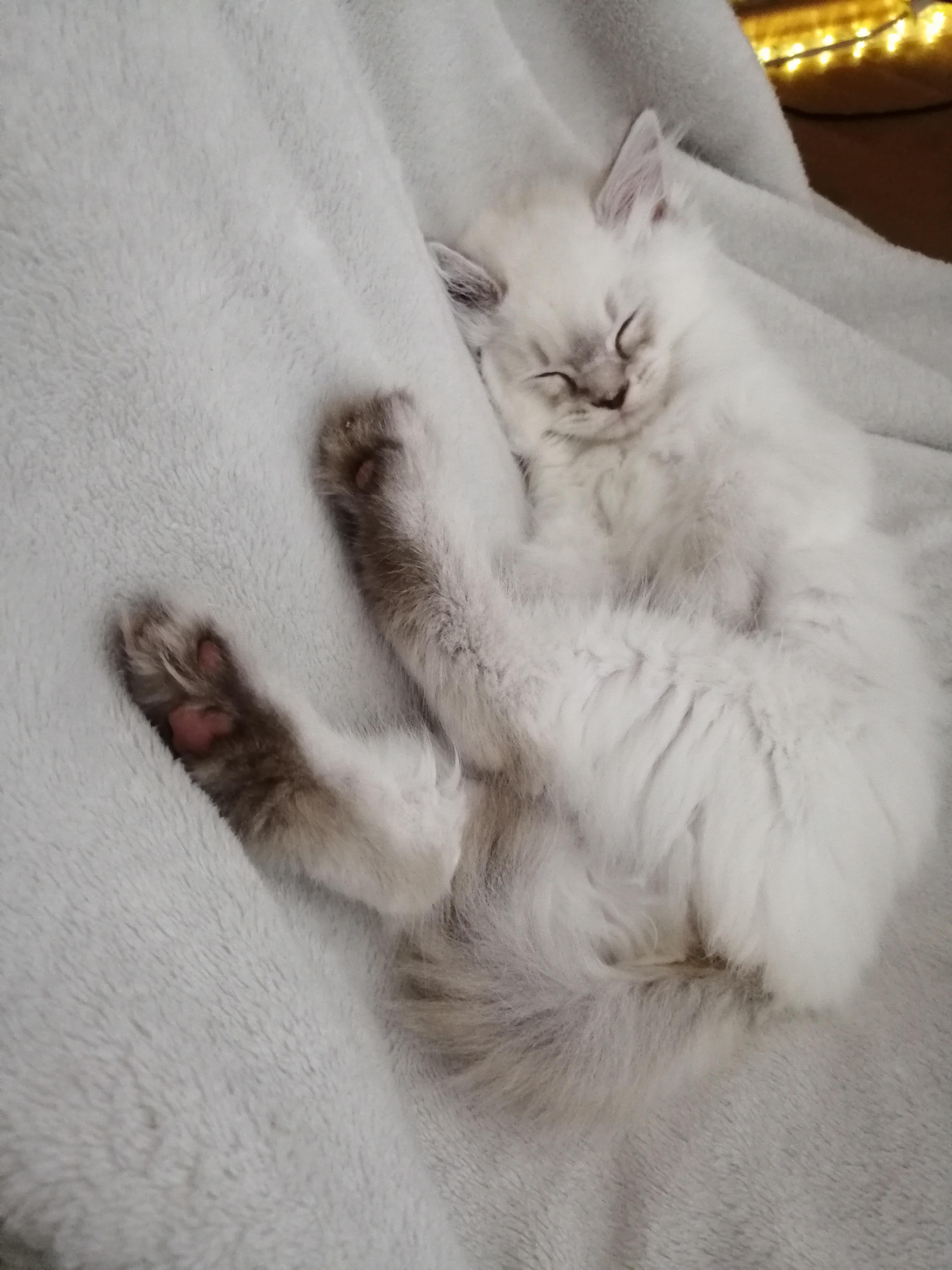 My new kittens sleepy beans | Scrolller