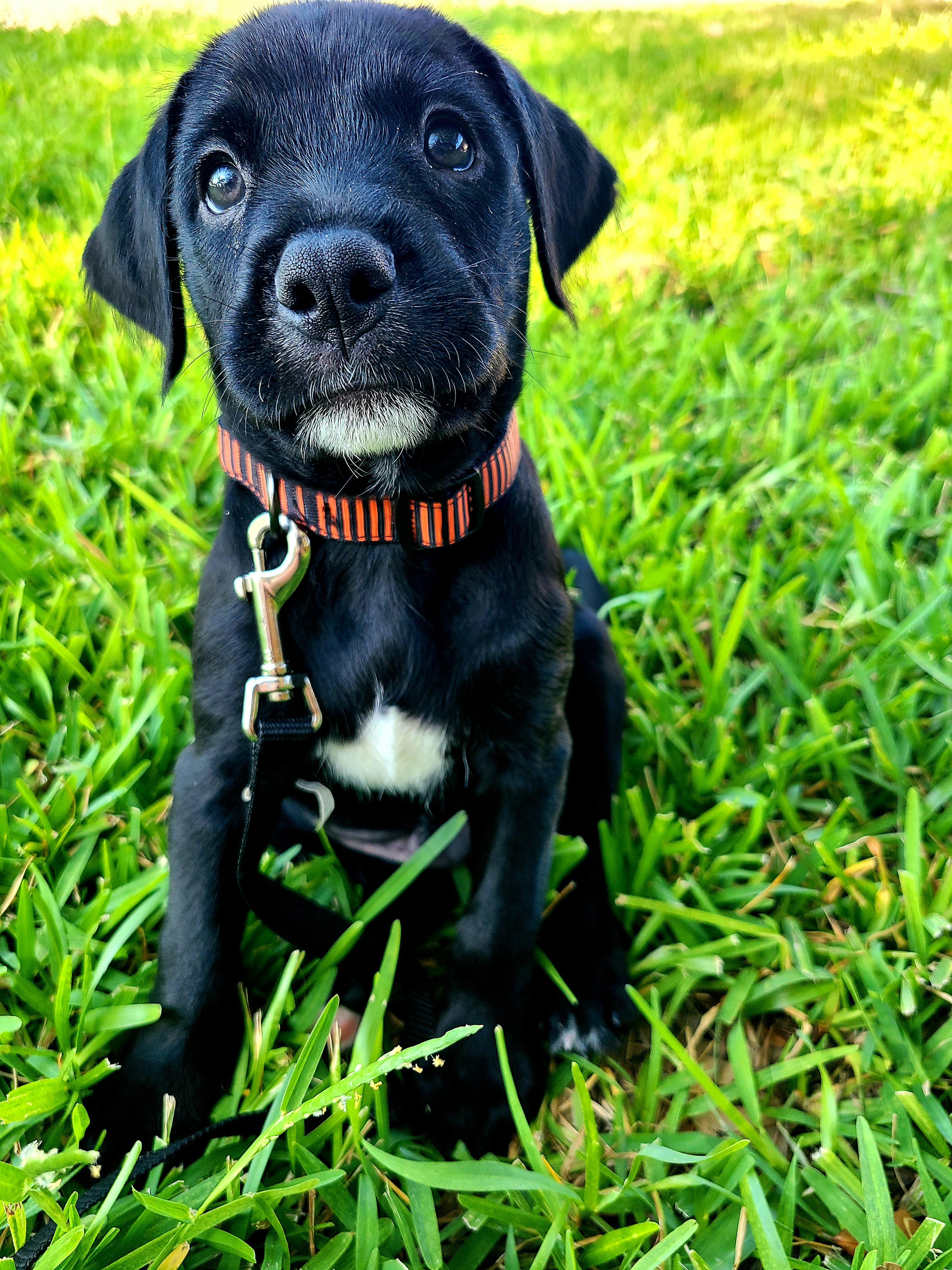 My new little shadow, Grim. | Scrolller