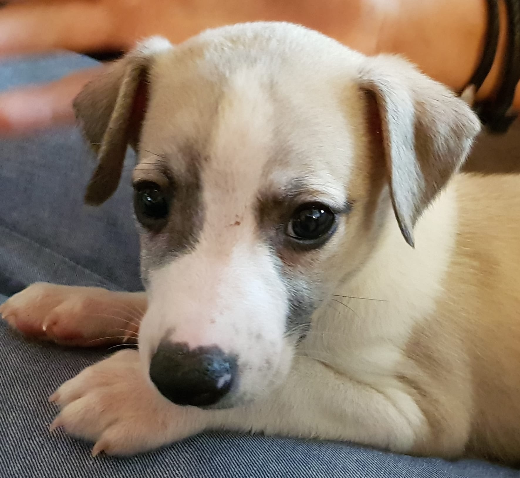 My new pup otto! Rate | Scrolller