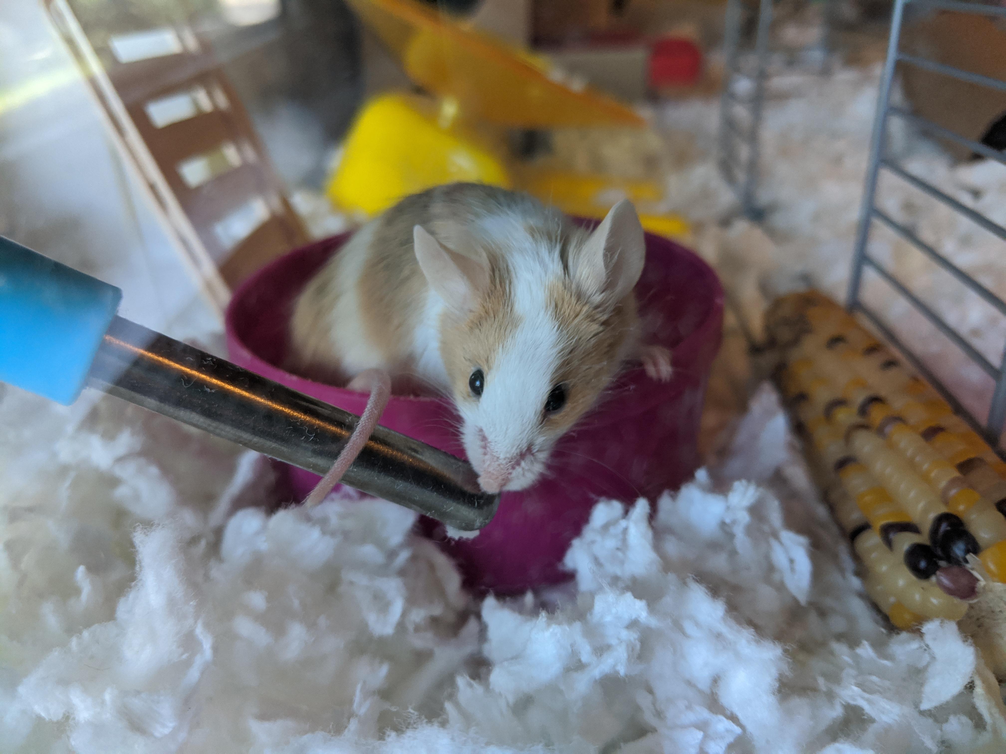 My new sweetie. Her face is textbook Dutch coloration! | Scrolller