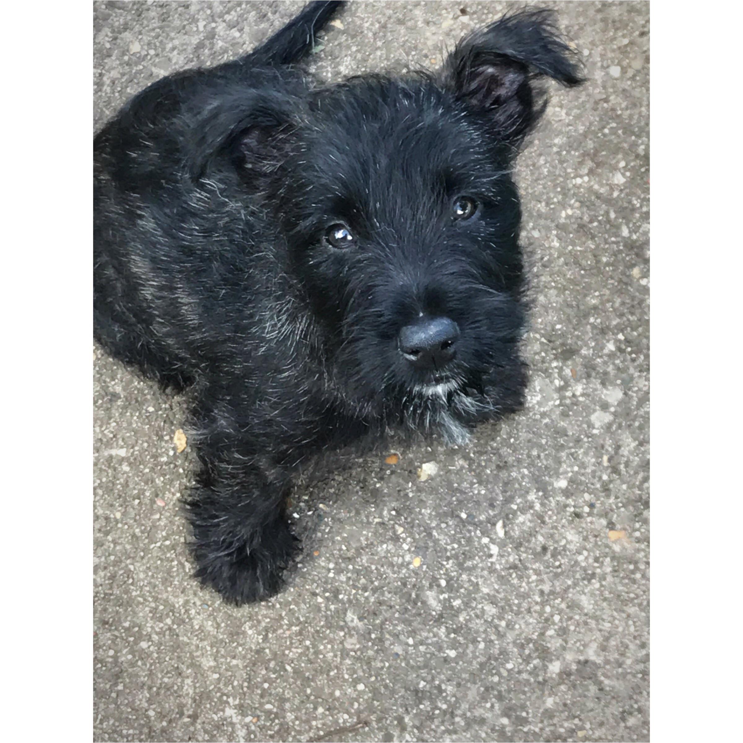 My nine week old Scottie/westie mix ️ | Scrolller