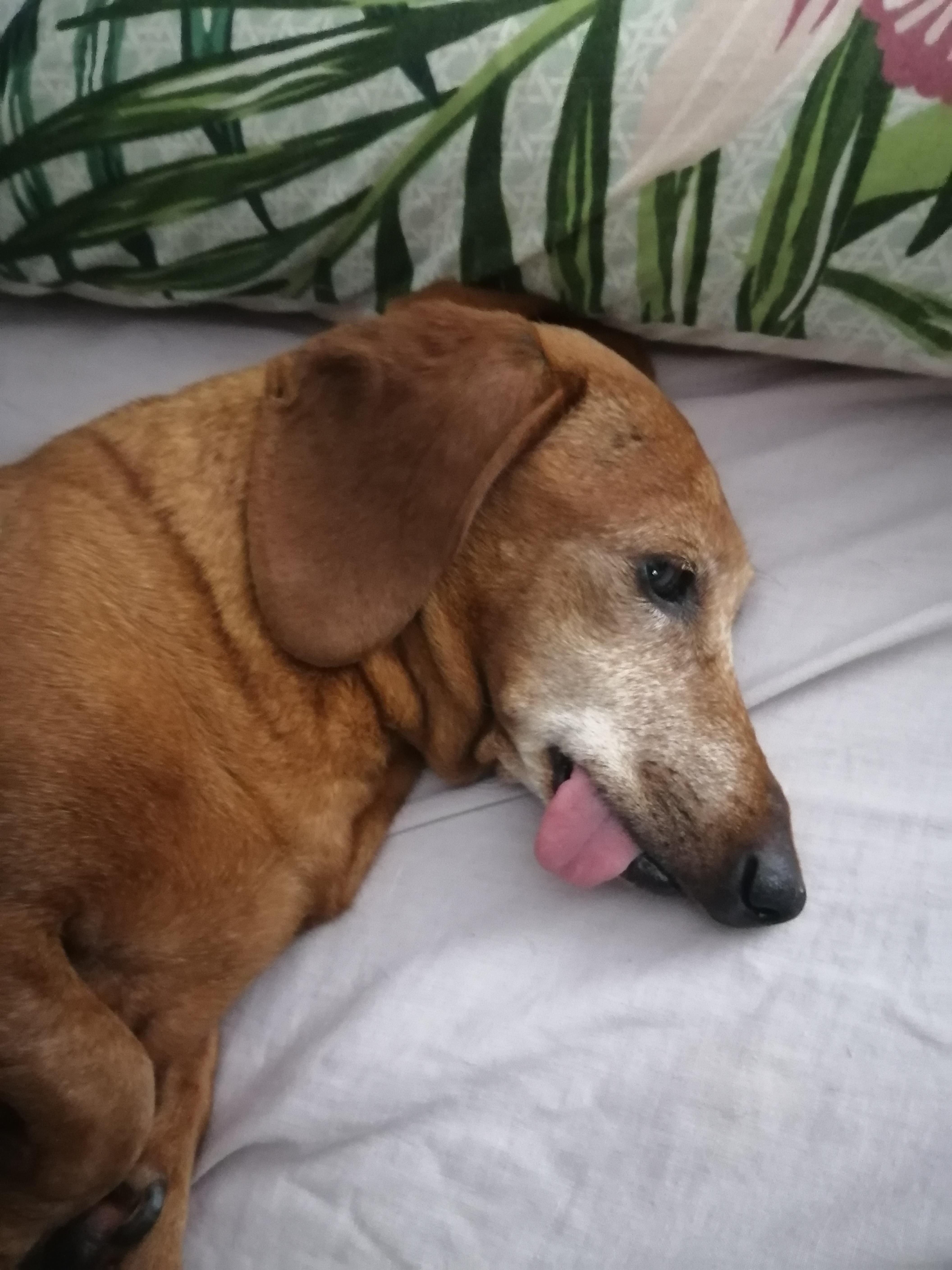 My old girl doing a maximum derp | Scrolller