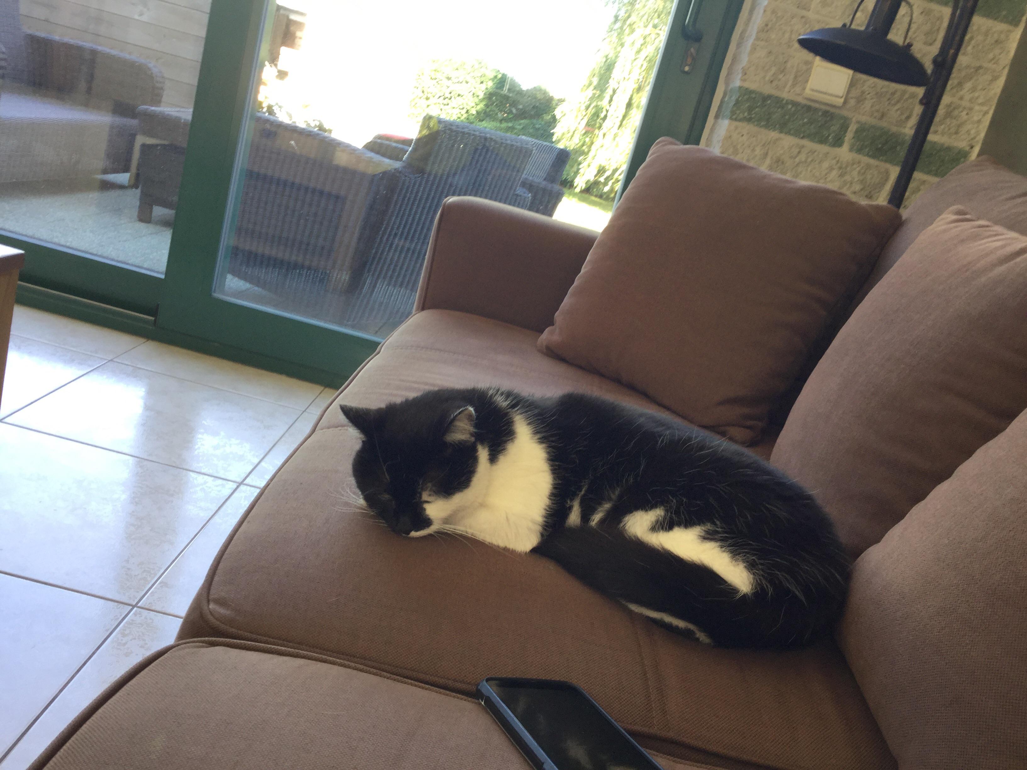 My oldest of two lovely cats | Scrolller