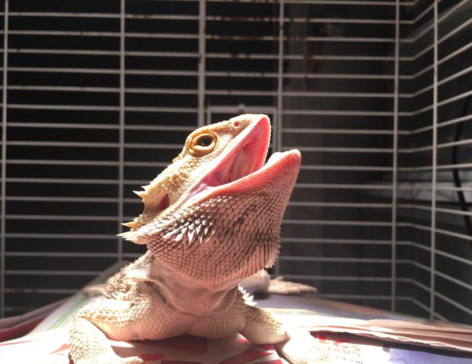 My one year old bearded dragon smiles. | Scrolller