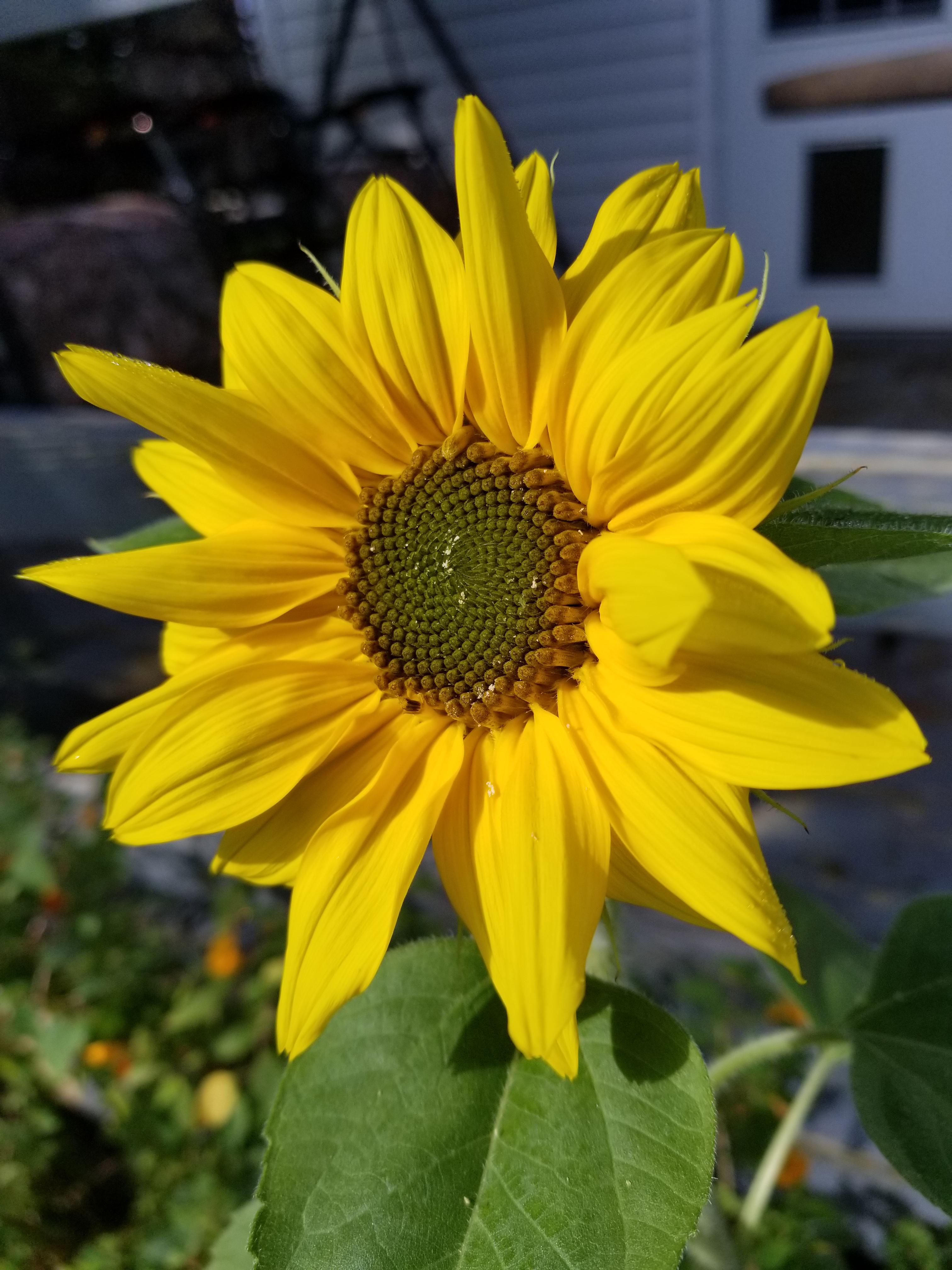 My only surviving sunflower. | Scrolller