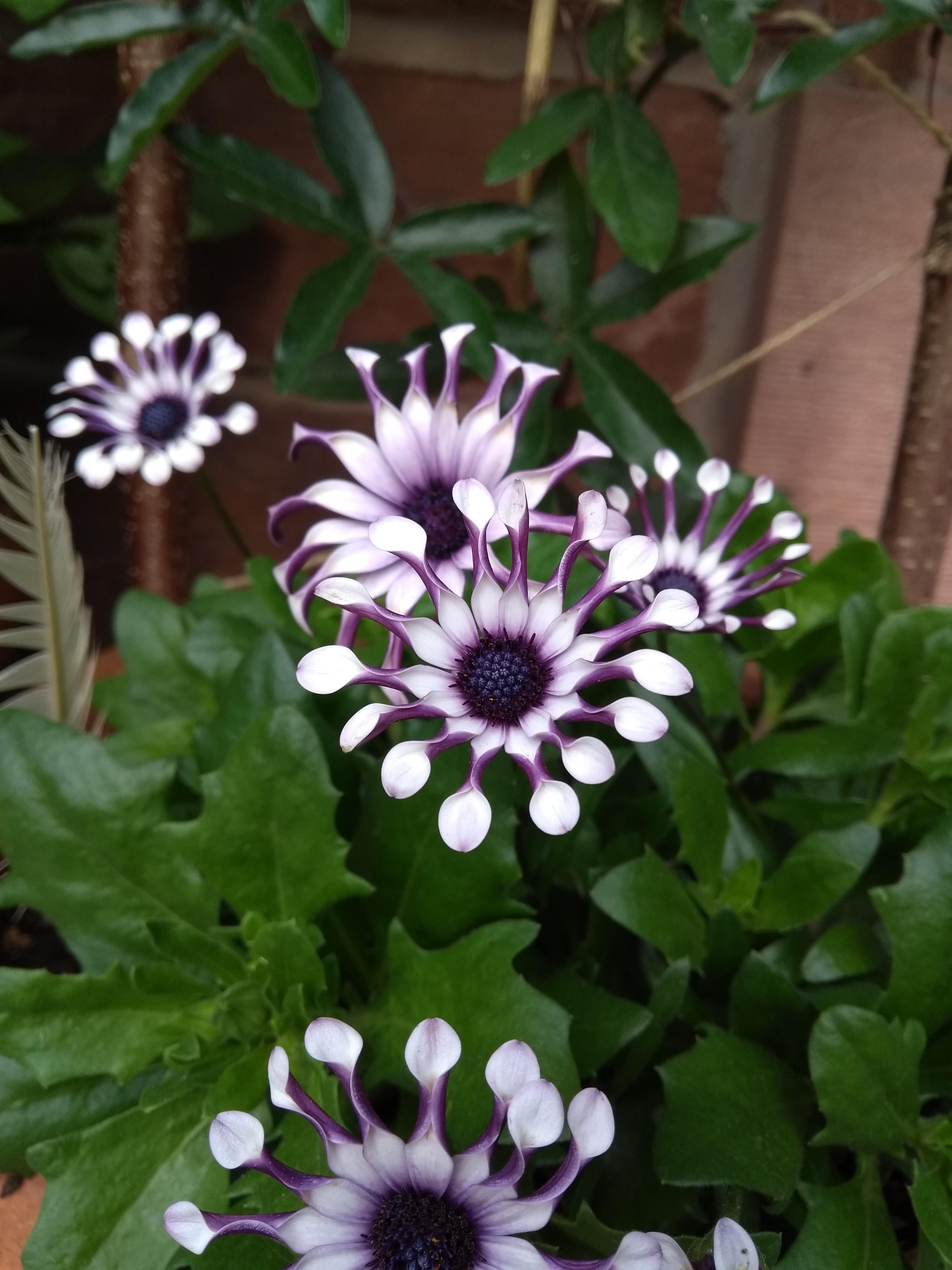 My Osteospermum is finally blooming | Scrolller