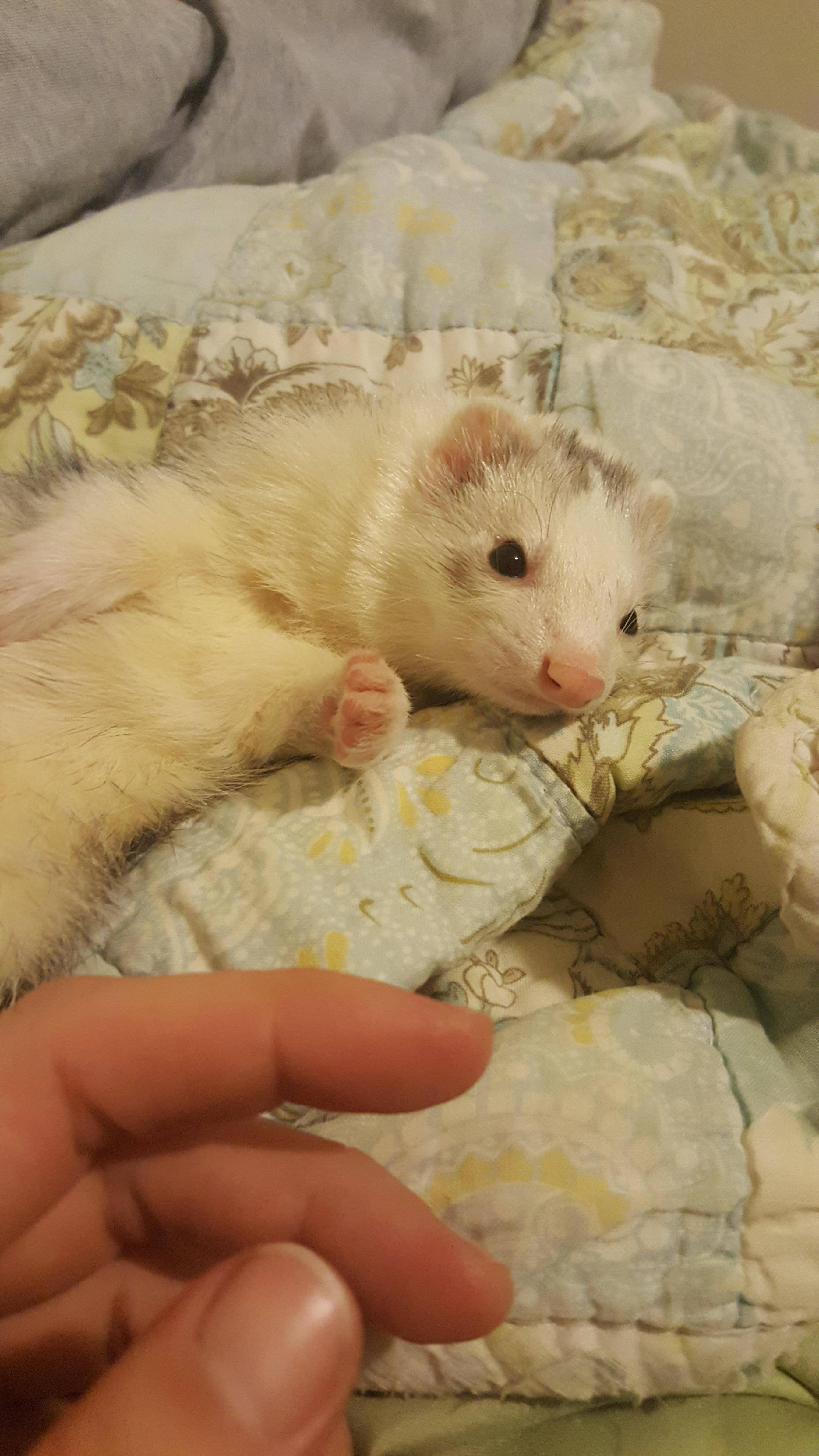 My pal Bonny | Scrolller