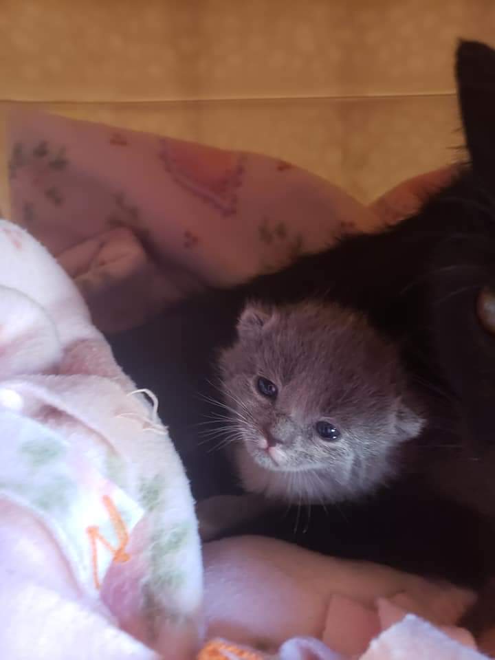 My parent's foster cat Lily unexpectedly deposited 1 small grey bean 🥺💕 | Scrolller