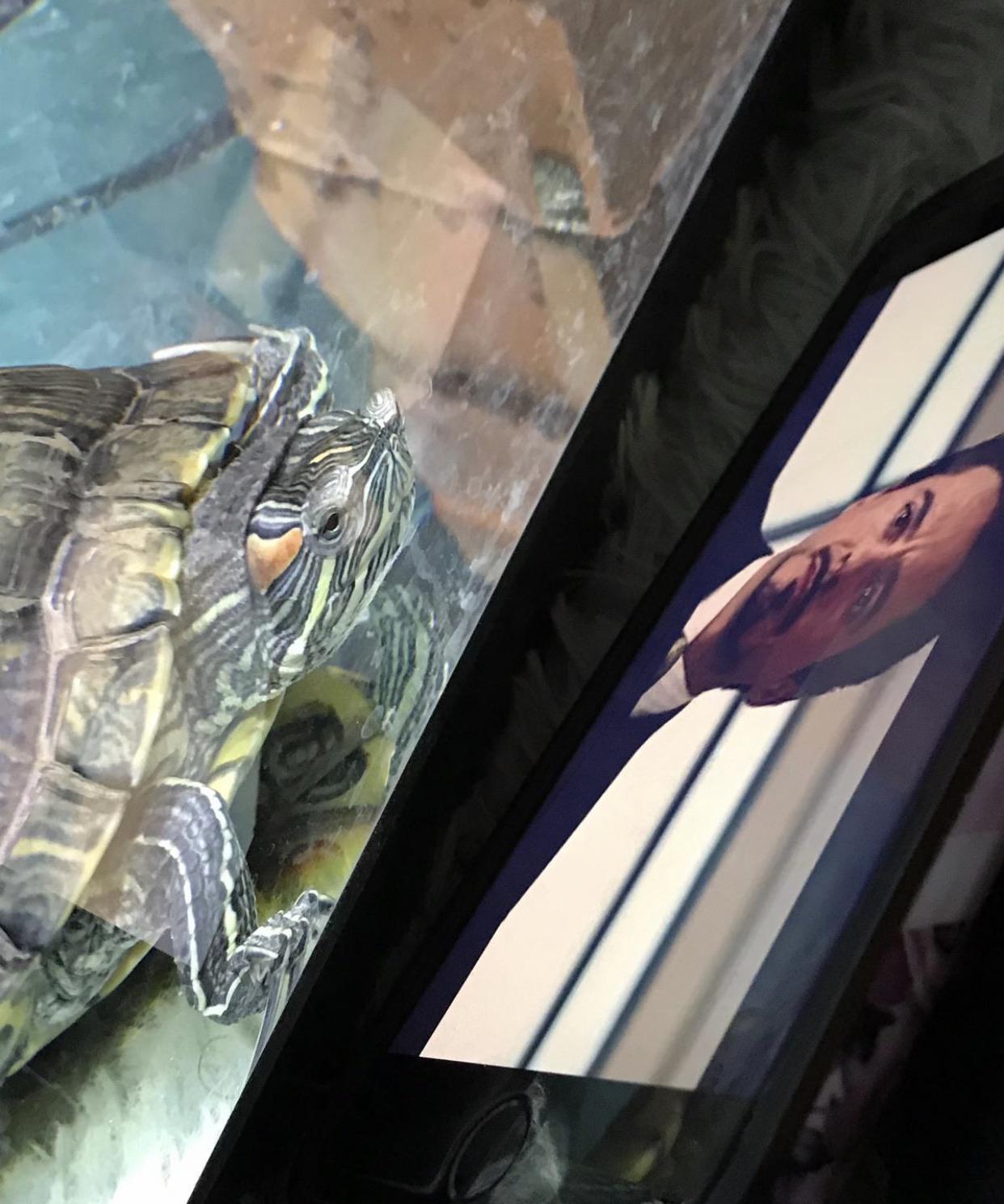 my pet turtle loves tony! | Scrolller