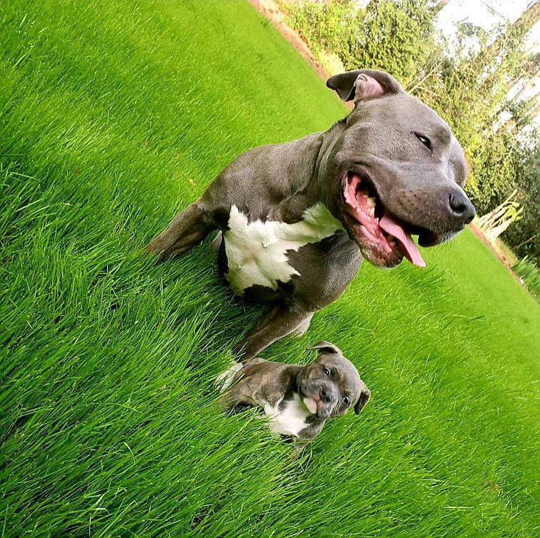 My Pitbull Got a New Baby Sister! | Scrolller