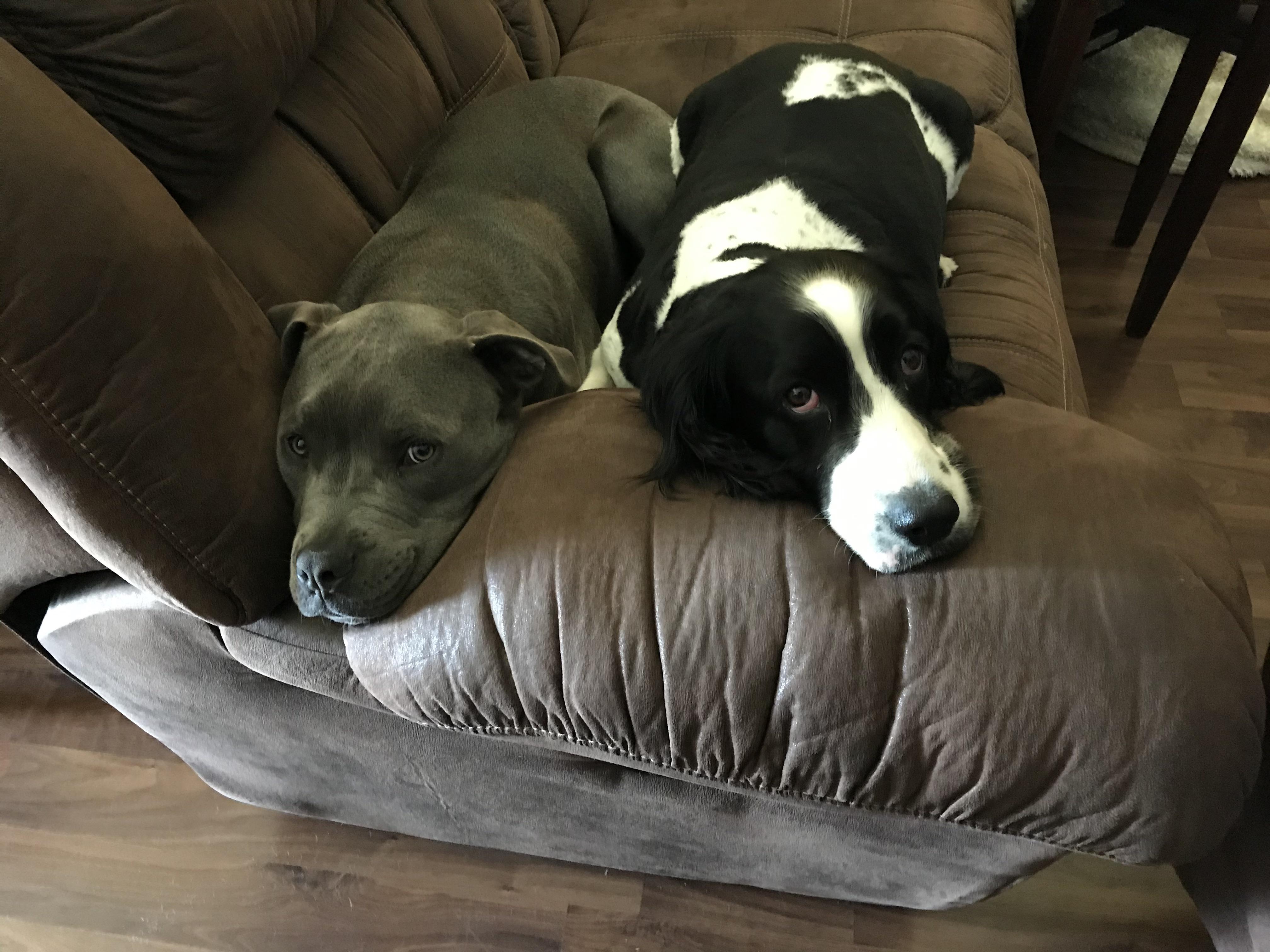 My Pitbull next to my Springer Spaniel | Scrolller