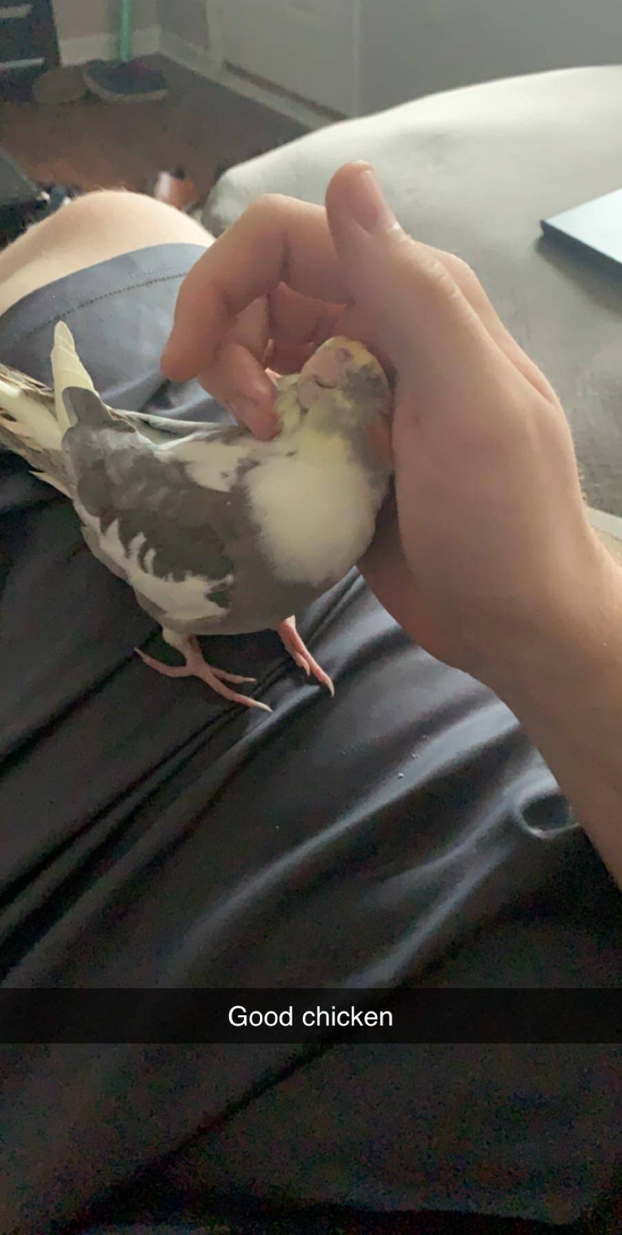 My poofy boi | Scrolller