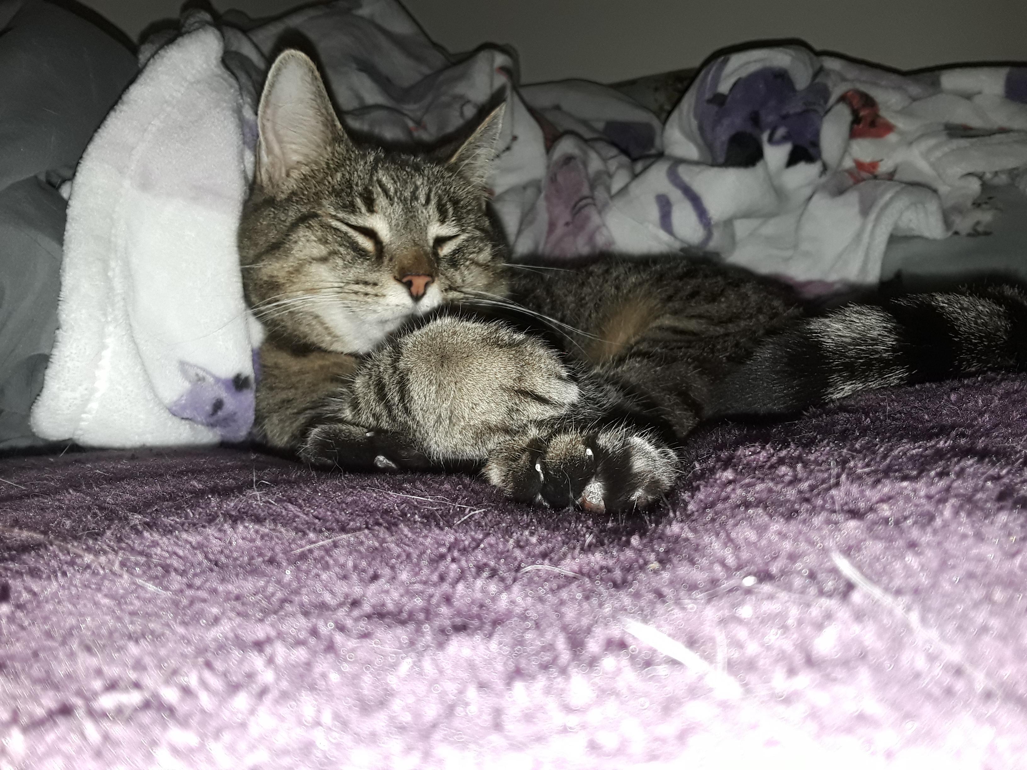 My pretty tabby tabs, Delilah. | Scrolller