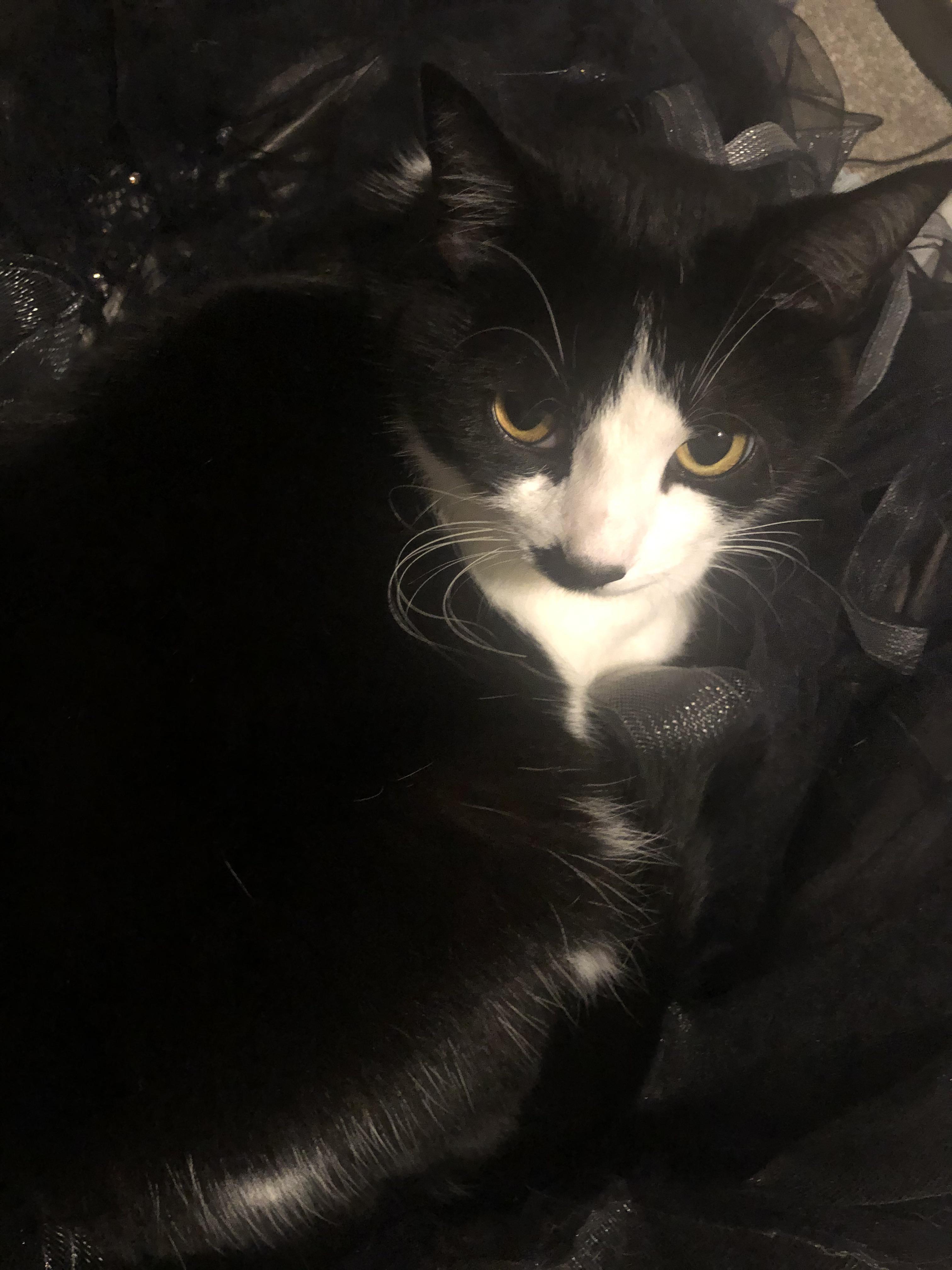 My Prom Dress Is Now Her Bed Scrolller