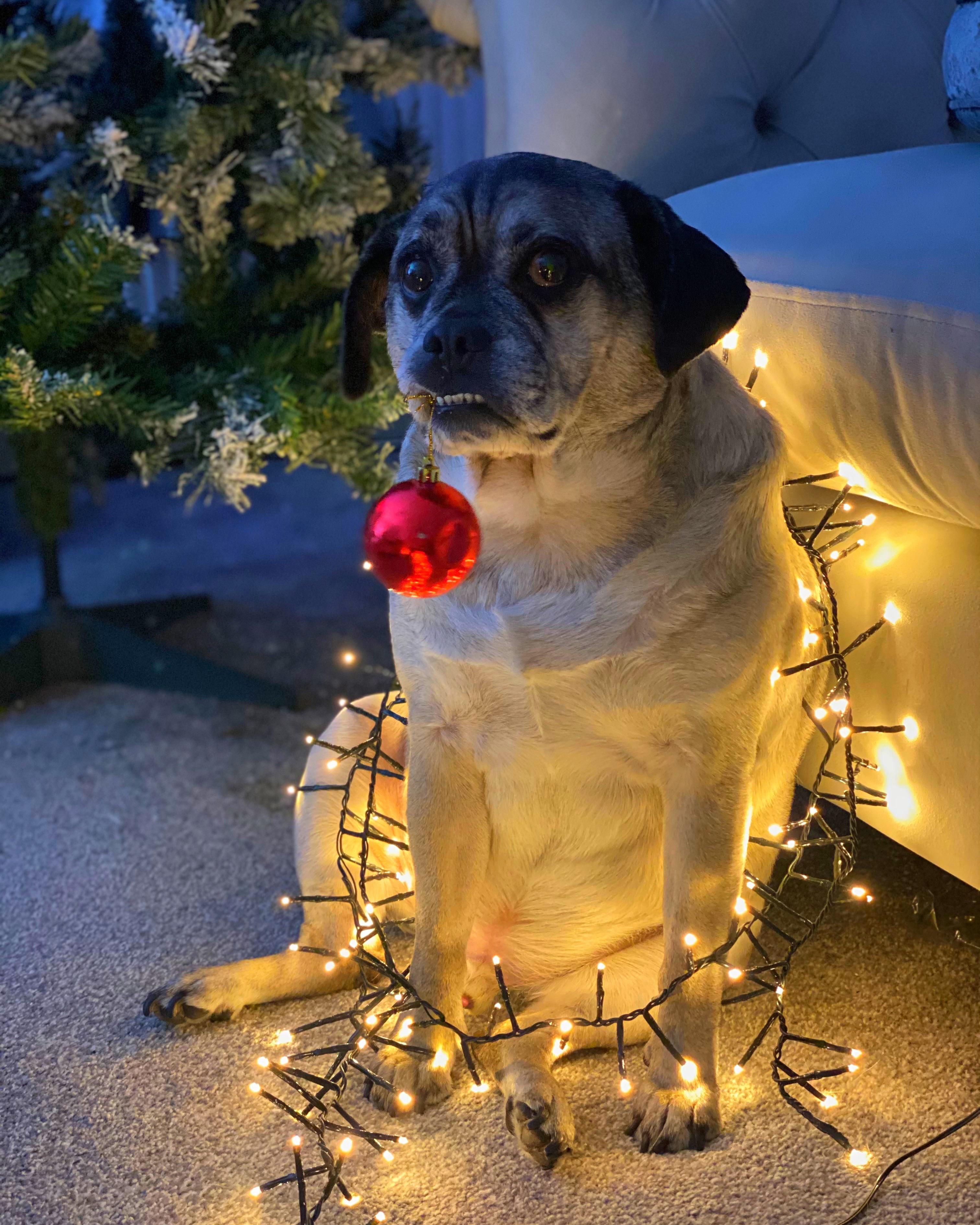 My puggle tried to help decorate the tree! | Scrolller