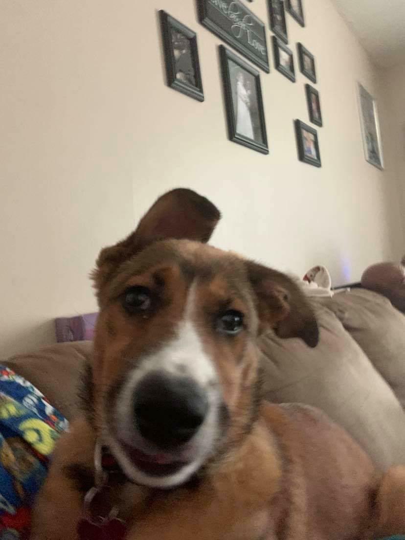 My pup can lift his ear up | Scrolller